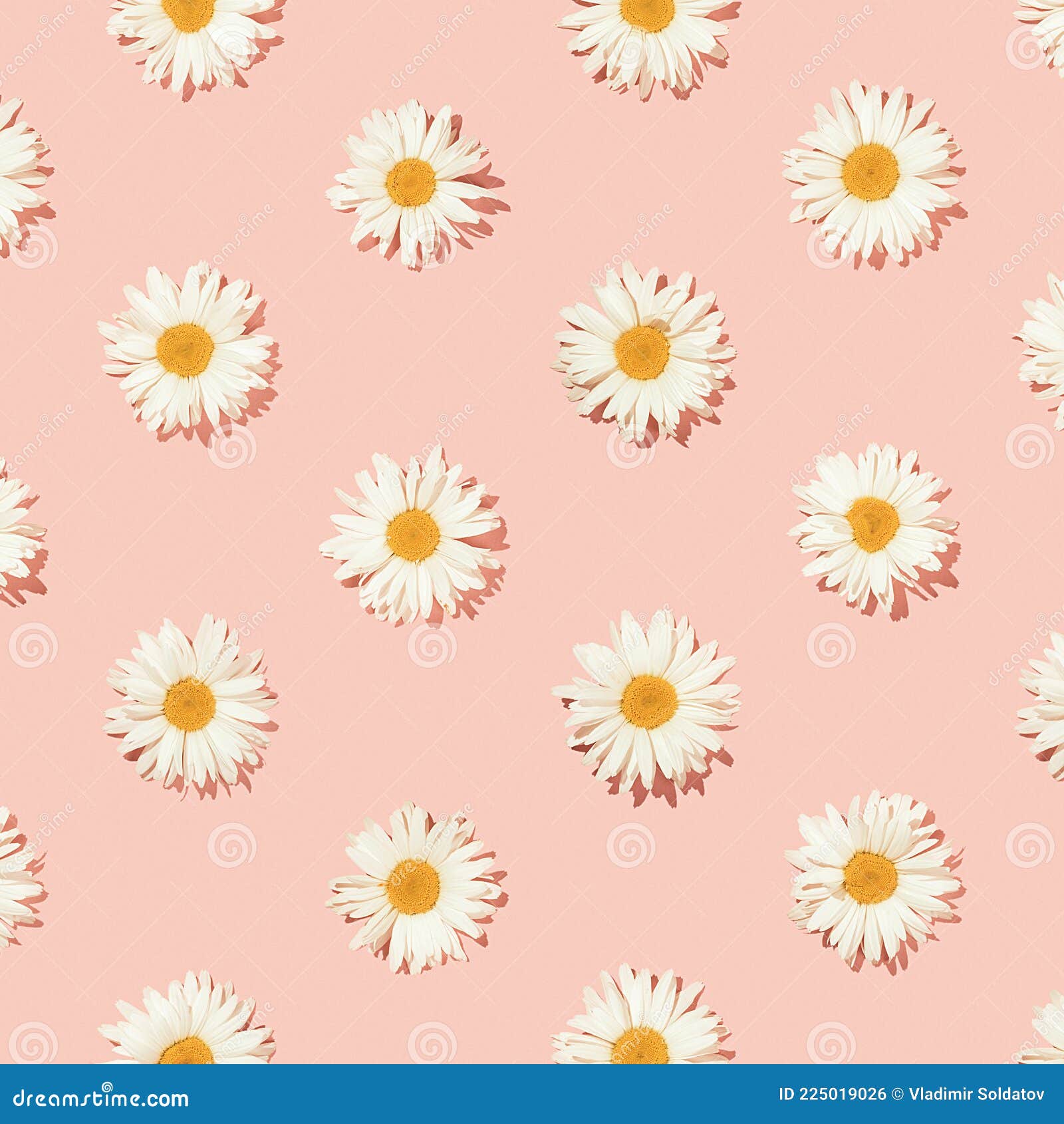 Creative Floral Pattern of Daisy Flowers on a Pink Background. Stock ...