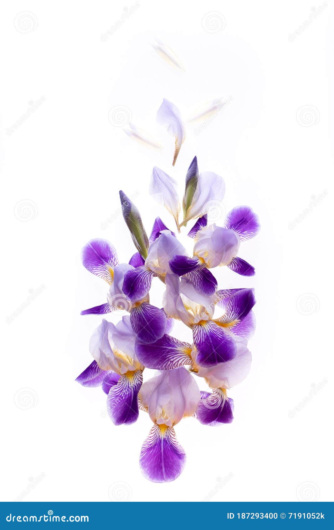 Creative Flowers Composition of Purple Iris Top View, Flat Lay ...