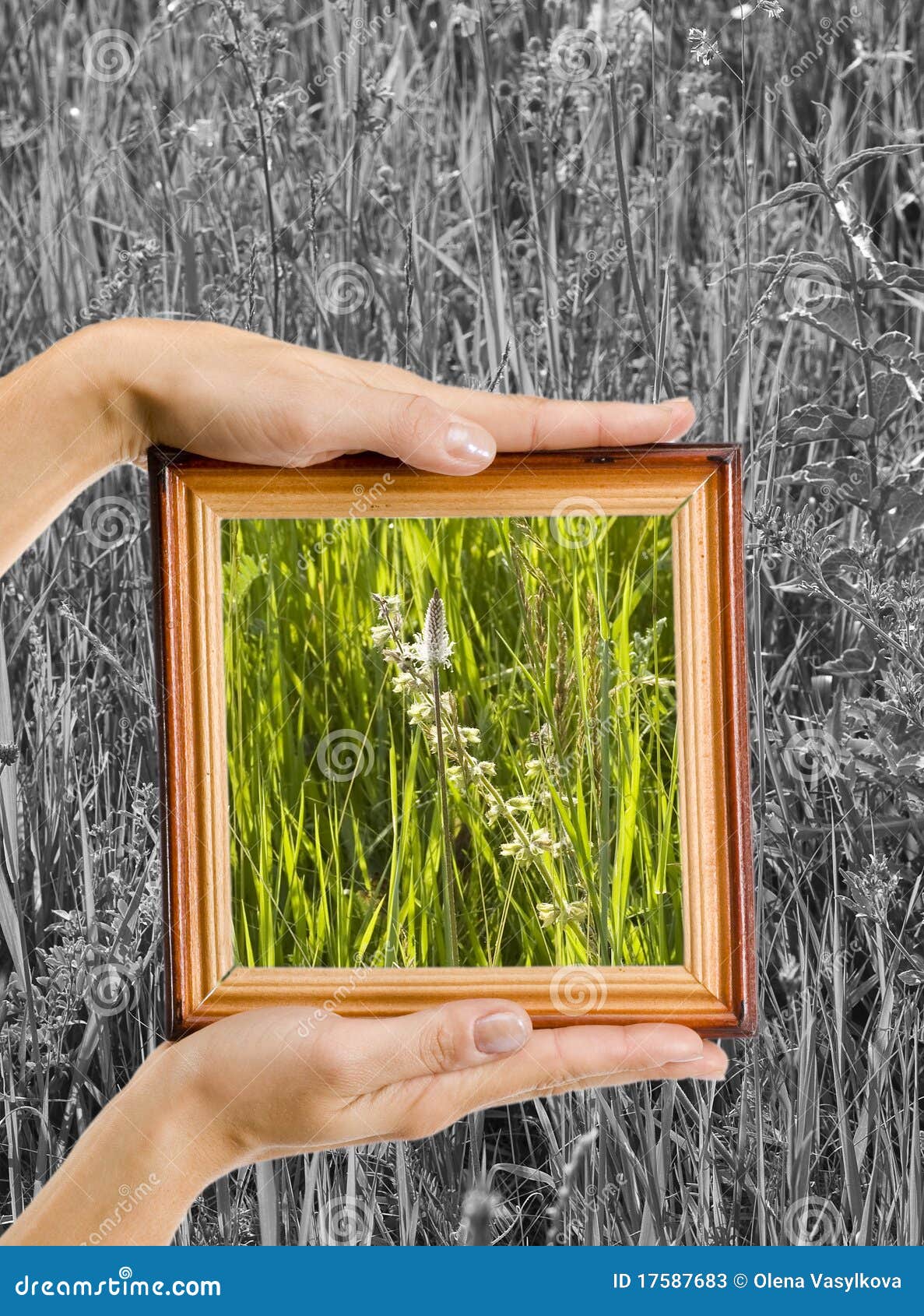 Creative frame stock image. Image of carving, grass, frame - 17587683