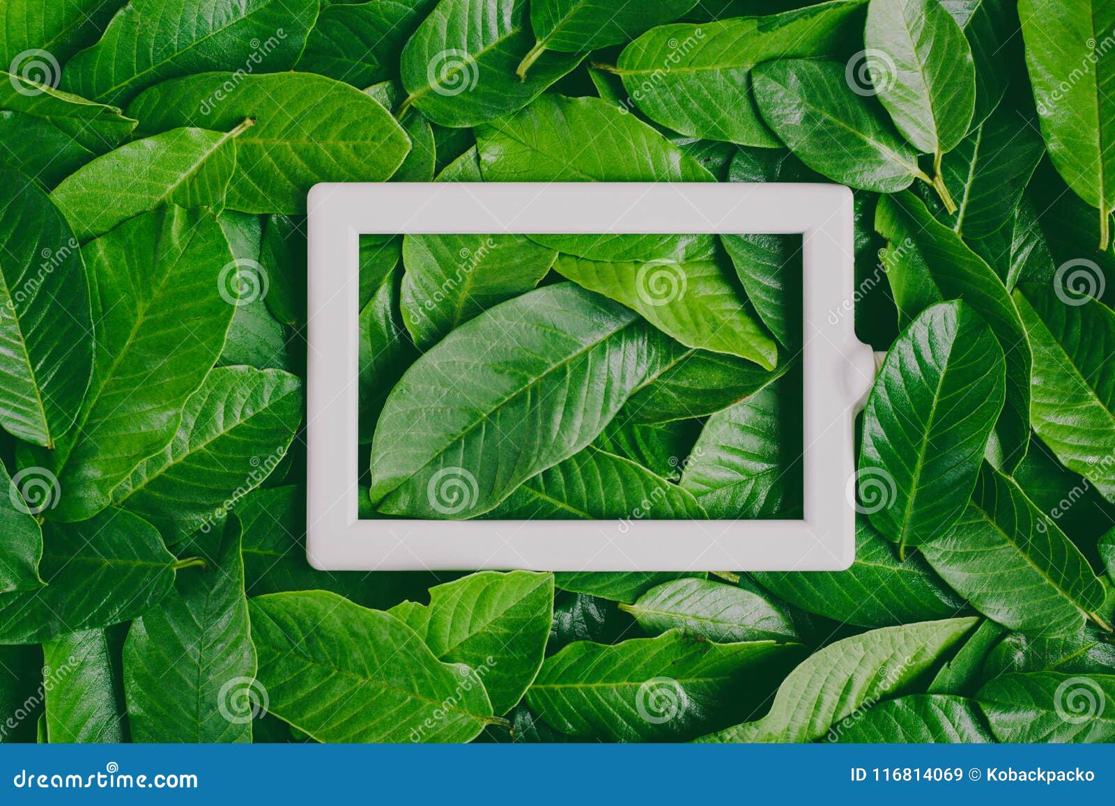 Flat lay nature stock image. Image of beautiful, pastel - 116814069