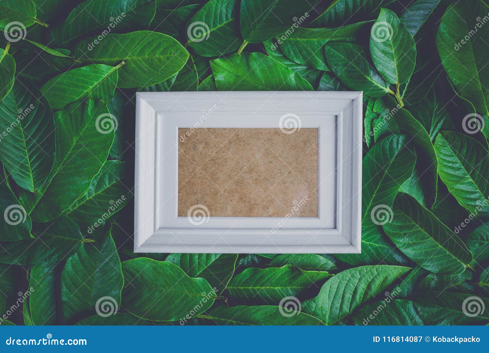 Flat lay nature stock image. Image of organic, flat - 116814087