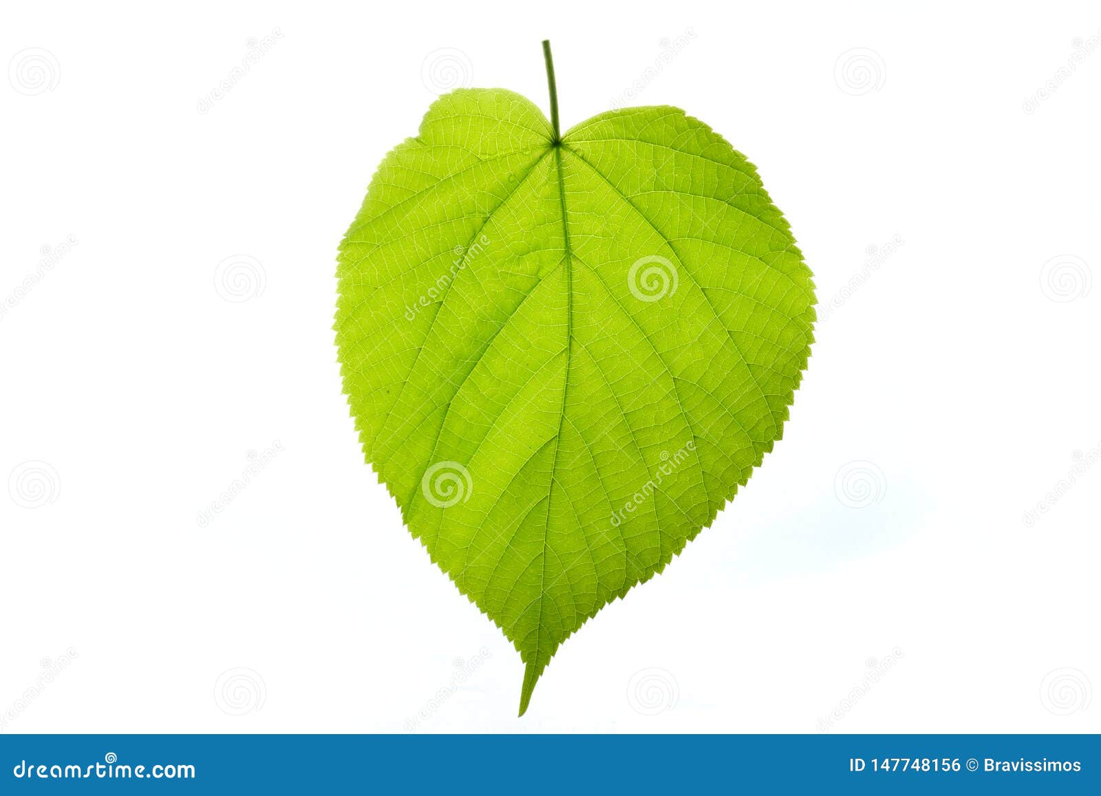 Creative Green Layout Made of Leaf Macro. Flat Lay Concept Isolated on ...