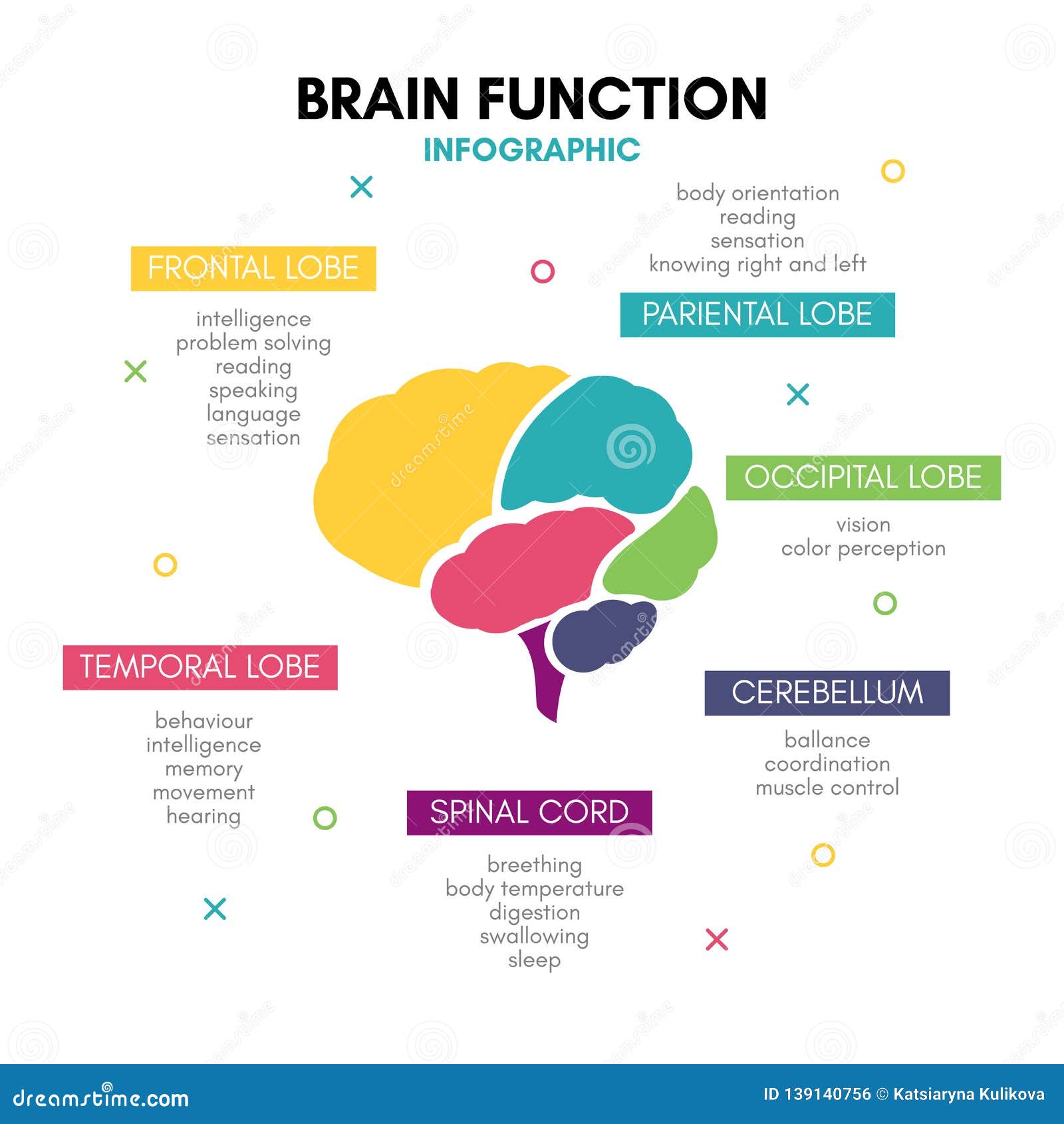 Creative Human Brain Infographic Concept Lobe Mind Stock Vector ... Creative Human Brain Infographic Concept Lobe Mind Stock Vector ...