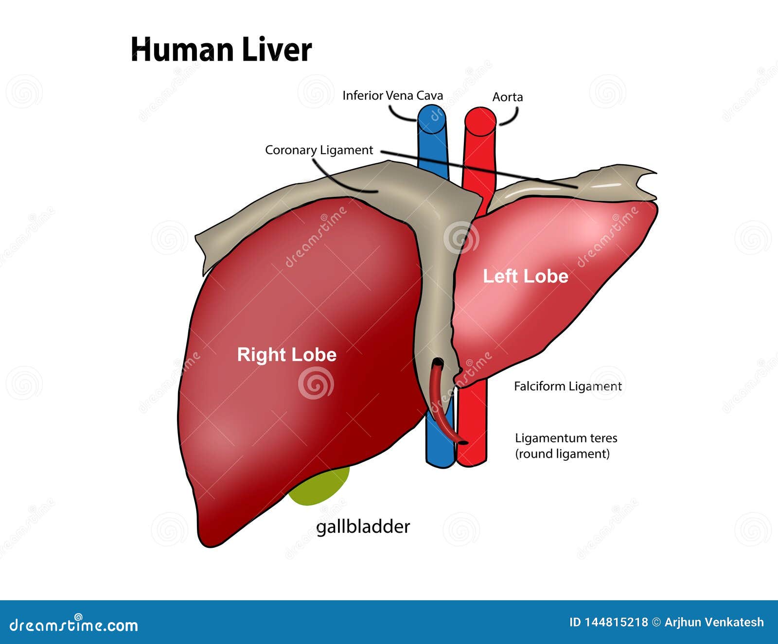 Creative Human Liver Design With Touch Points Words Stock Illustration ...