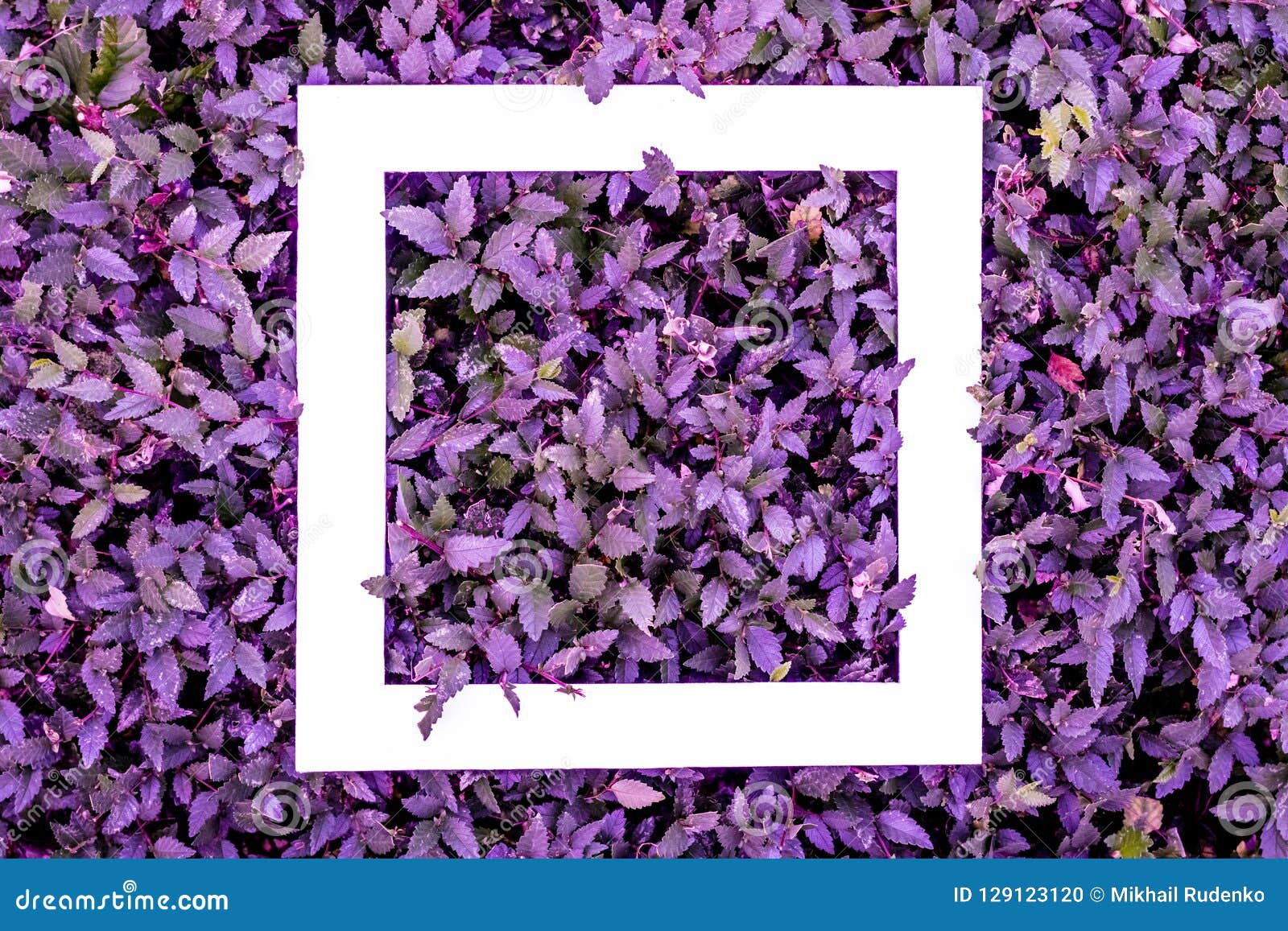 Creative Idea of Exotic Flower Pattern Top View Flat Lay D Stock Photo ...