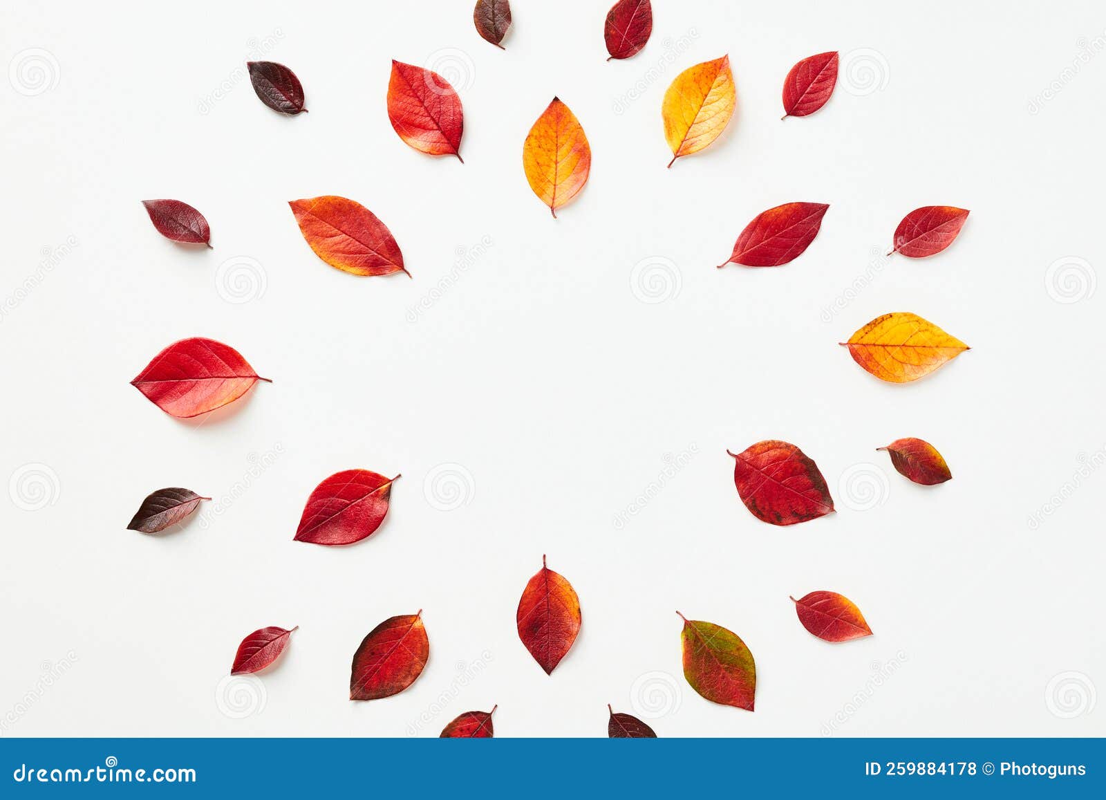 Creative Layout with Colorful Autumn Fall Leaves on White Background ...
