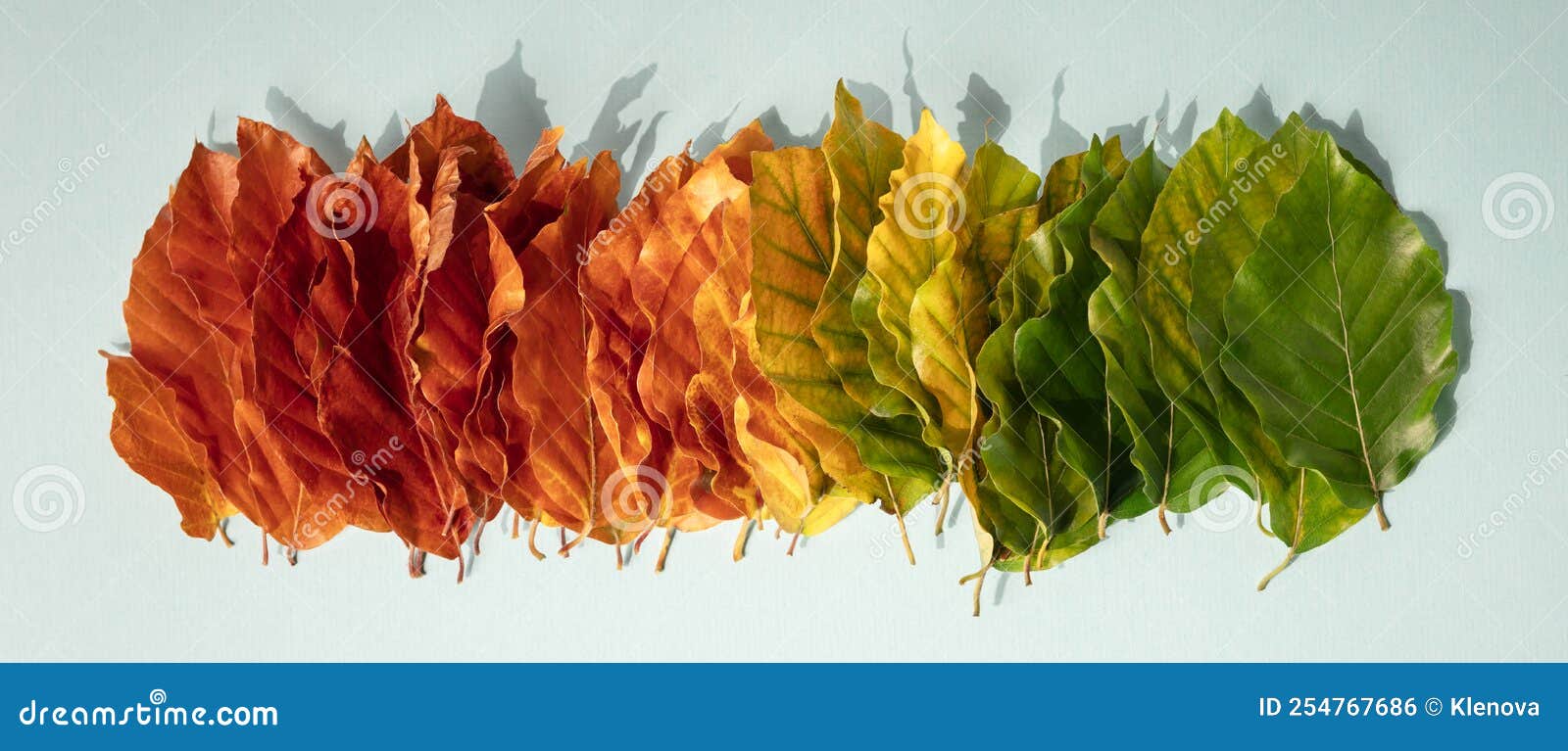 Creative Layout of Colorful Autumn Leaves. Flat Lay Banner Stock Photo ...