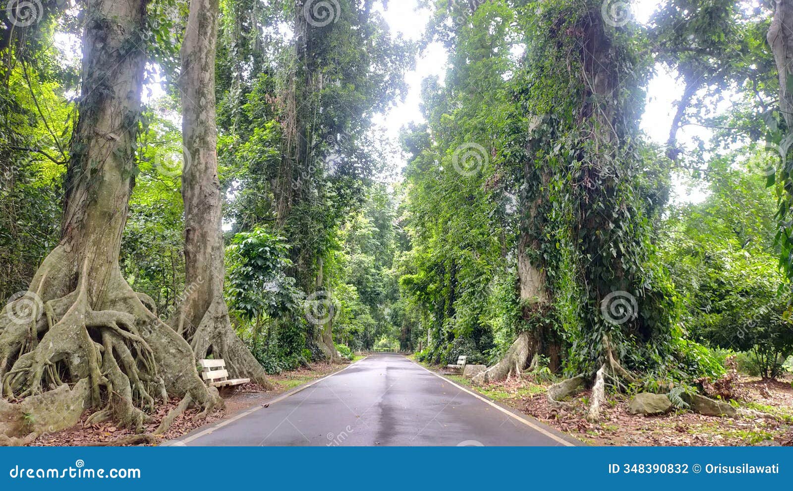 Creative Layout Consisting of a Path between Trees with Large Roots in ...