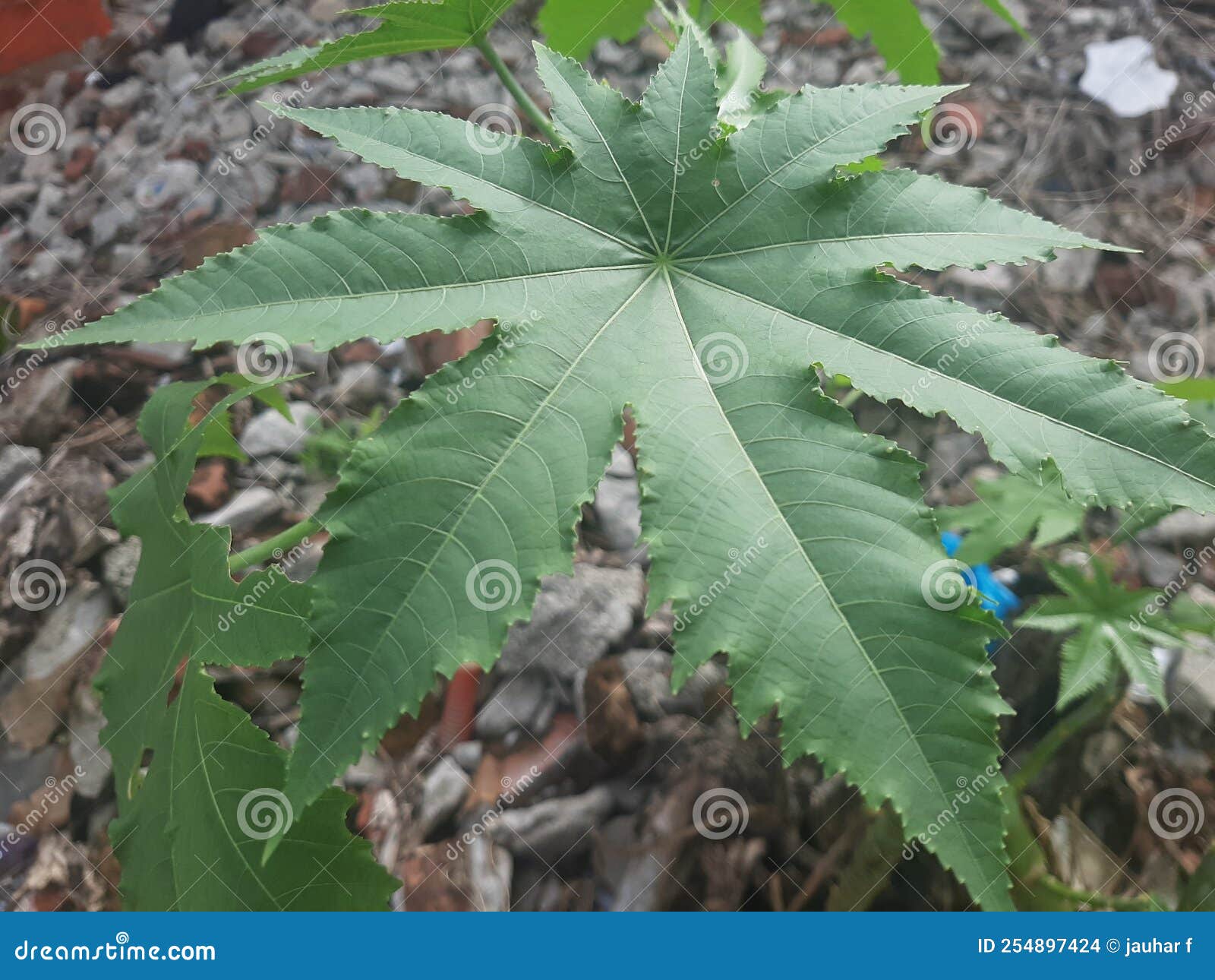 Creative Layout with Green Leaf Stock Photo - Image of layout, shrub ...