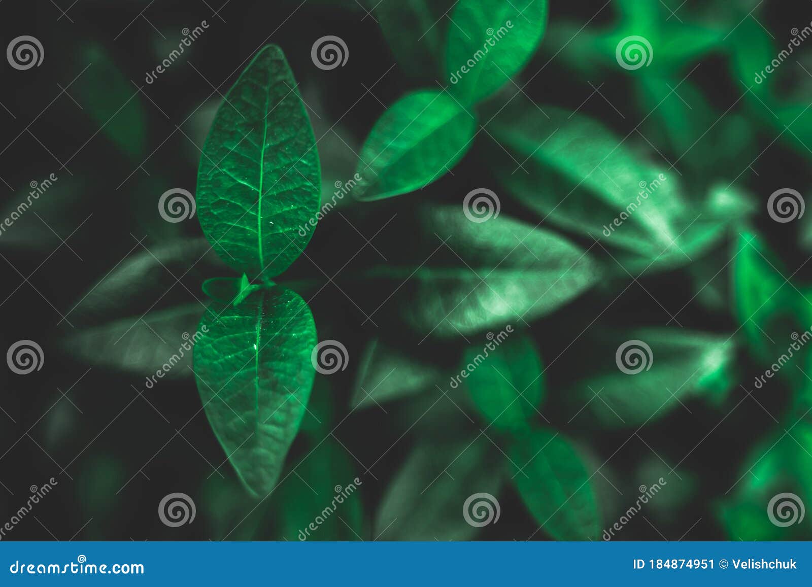 Creative Layout of Green Leaves. Stock Image - Image of clean, layout ...