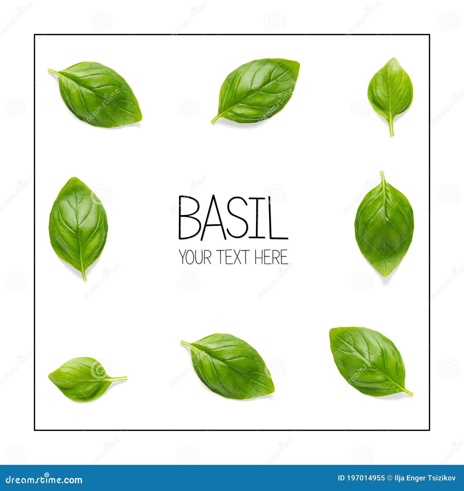 Creative Layout with Fresh Basil Leaves. Bunch and Single Basil Leaf ...