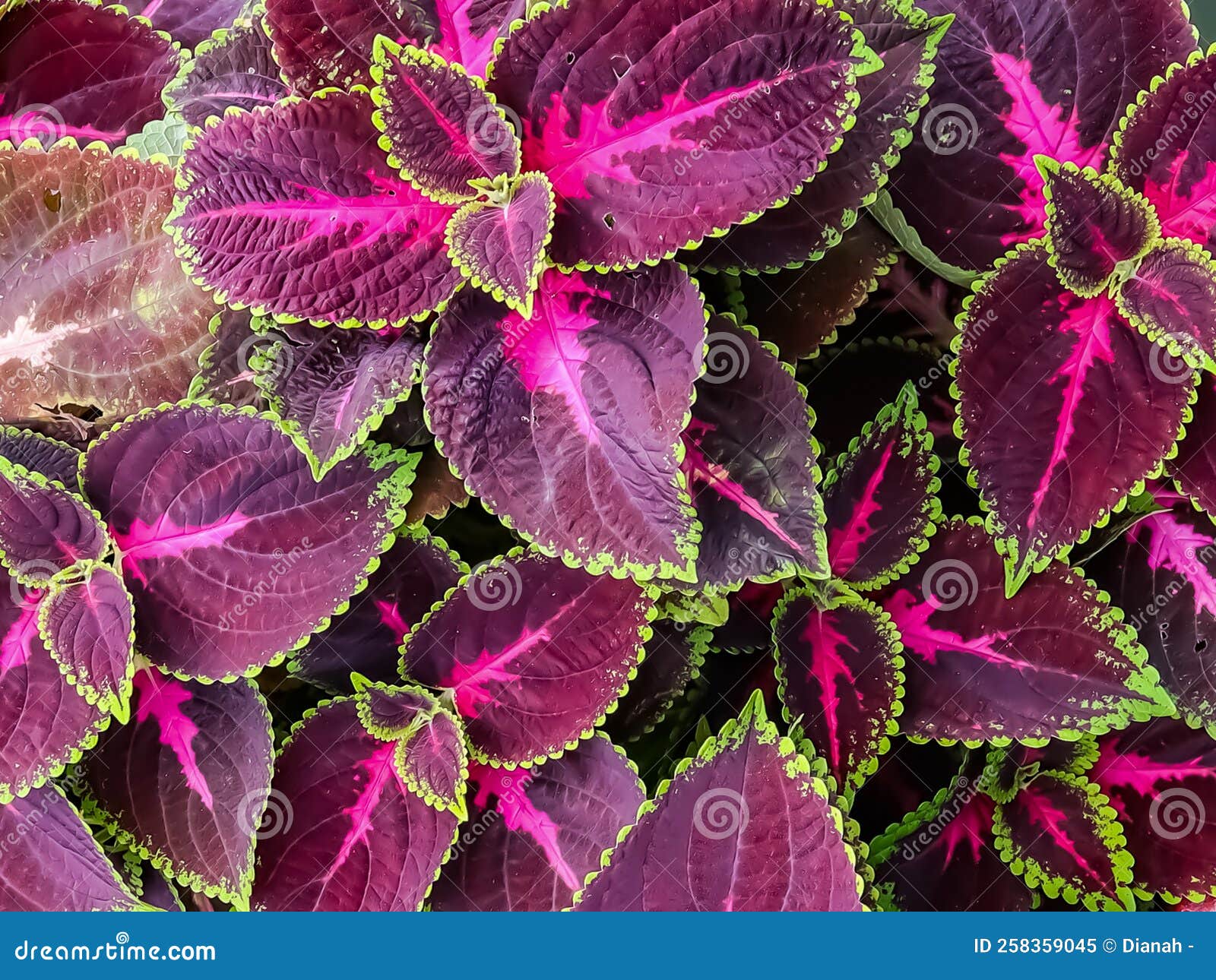 Creative Layout of Leaves by the Roadside. Nature Concept Stock Image ...