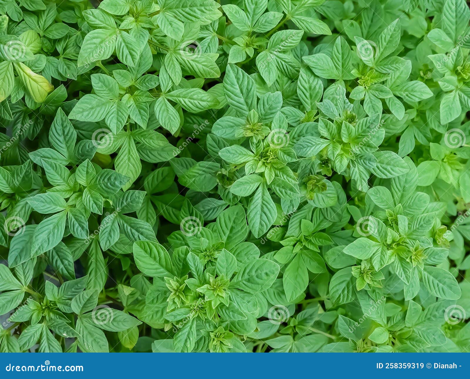 Creative Layout of Leaves by the Roadside. Nature Concept Stock Image ...