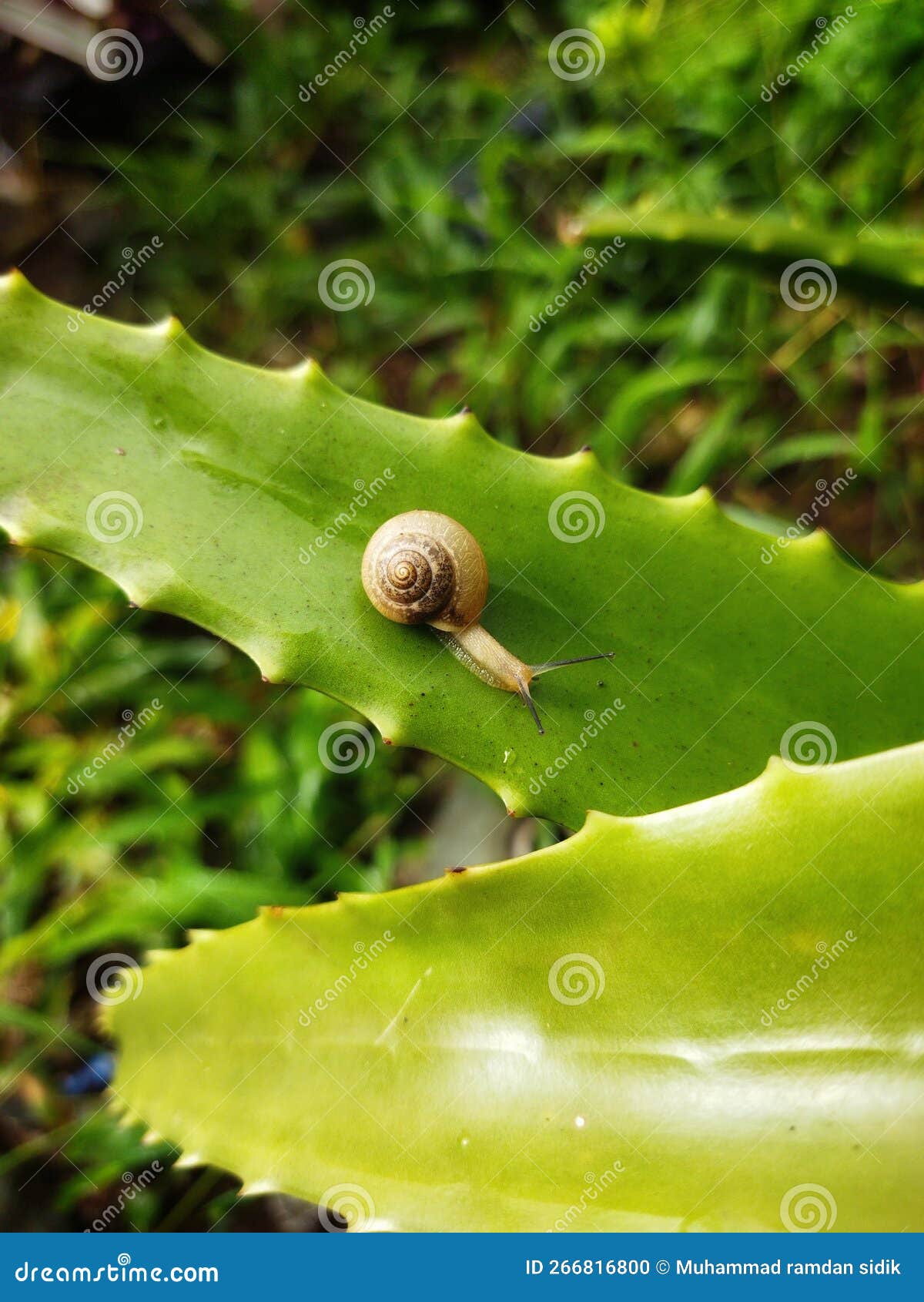 Creative Layout Little Snail on the Leaf Stock Photo - Image of little ...