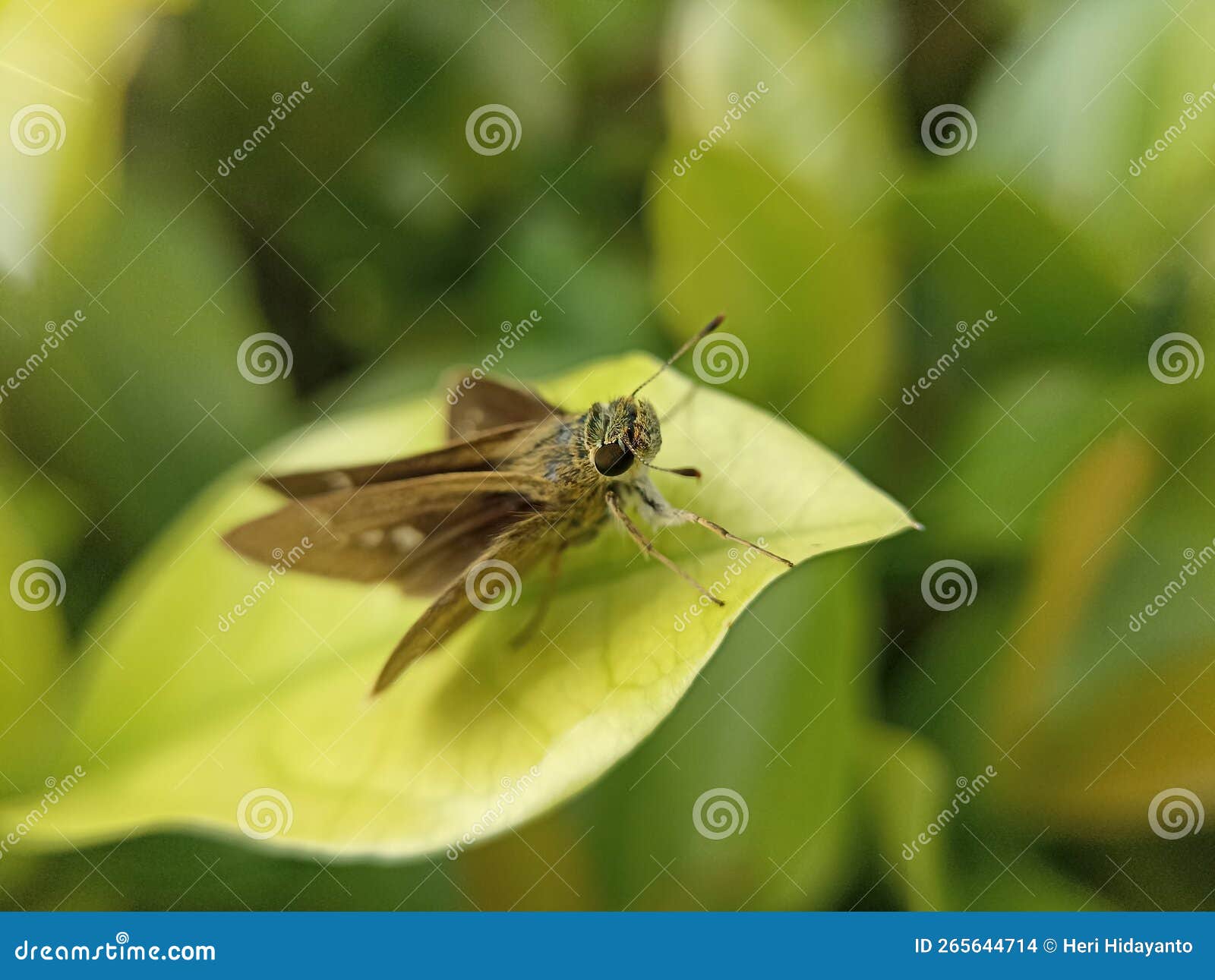 Creative Layout Made of Butterfly on the Green Leaves in the Garden ...