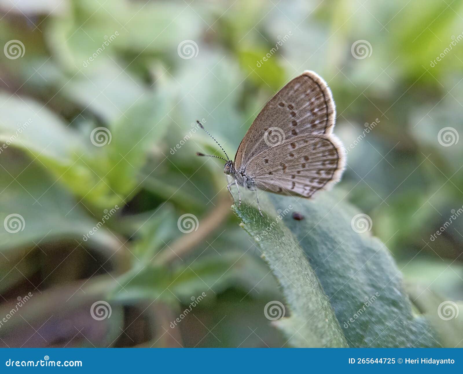 Creative Layout Made of Butterfly on the Green Leaves in the Garden ...