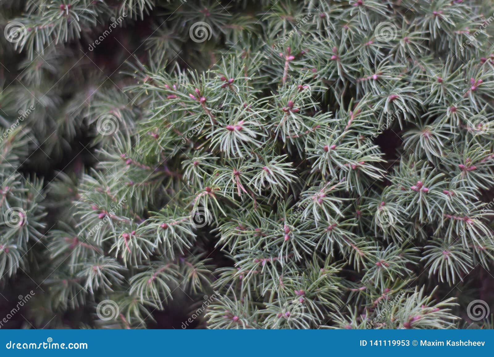 Creative Layout Made of Christmas Tree Branches. Flat Lay Stock Image ...