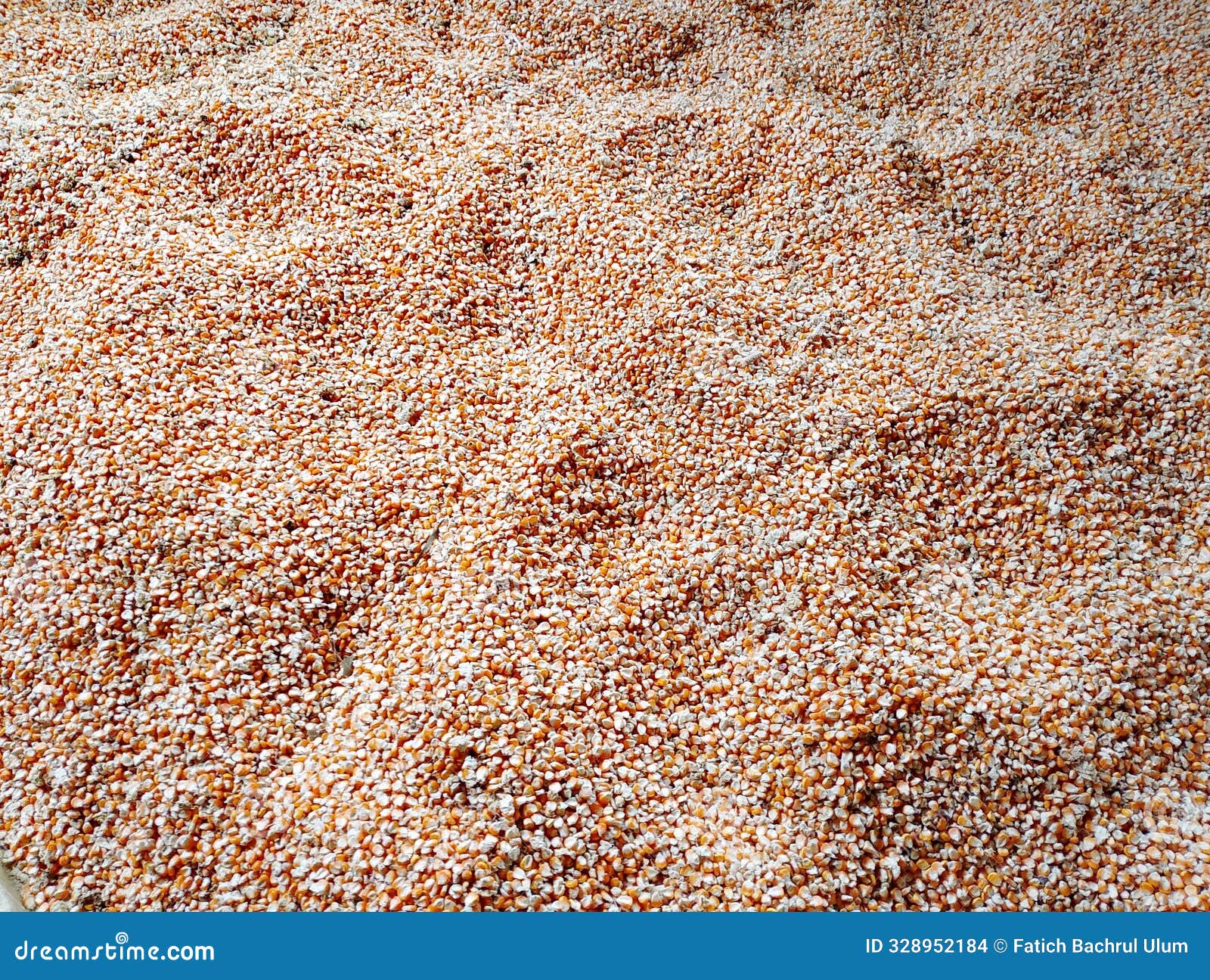Creative Layout Made of Corn that Has Been Harvested.Flat Lay Stock ...