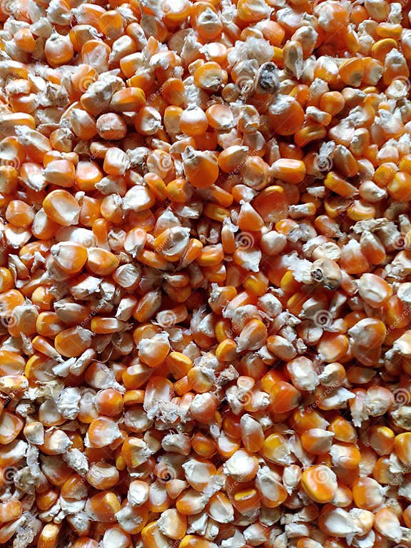 Creative Layout Made of Corn that Has Been Harvested.Flat Lay Stock ...