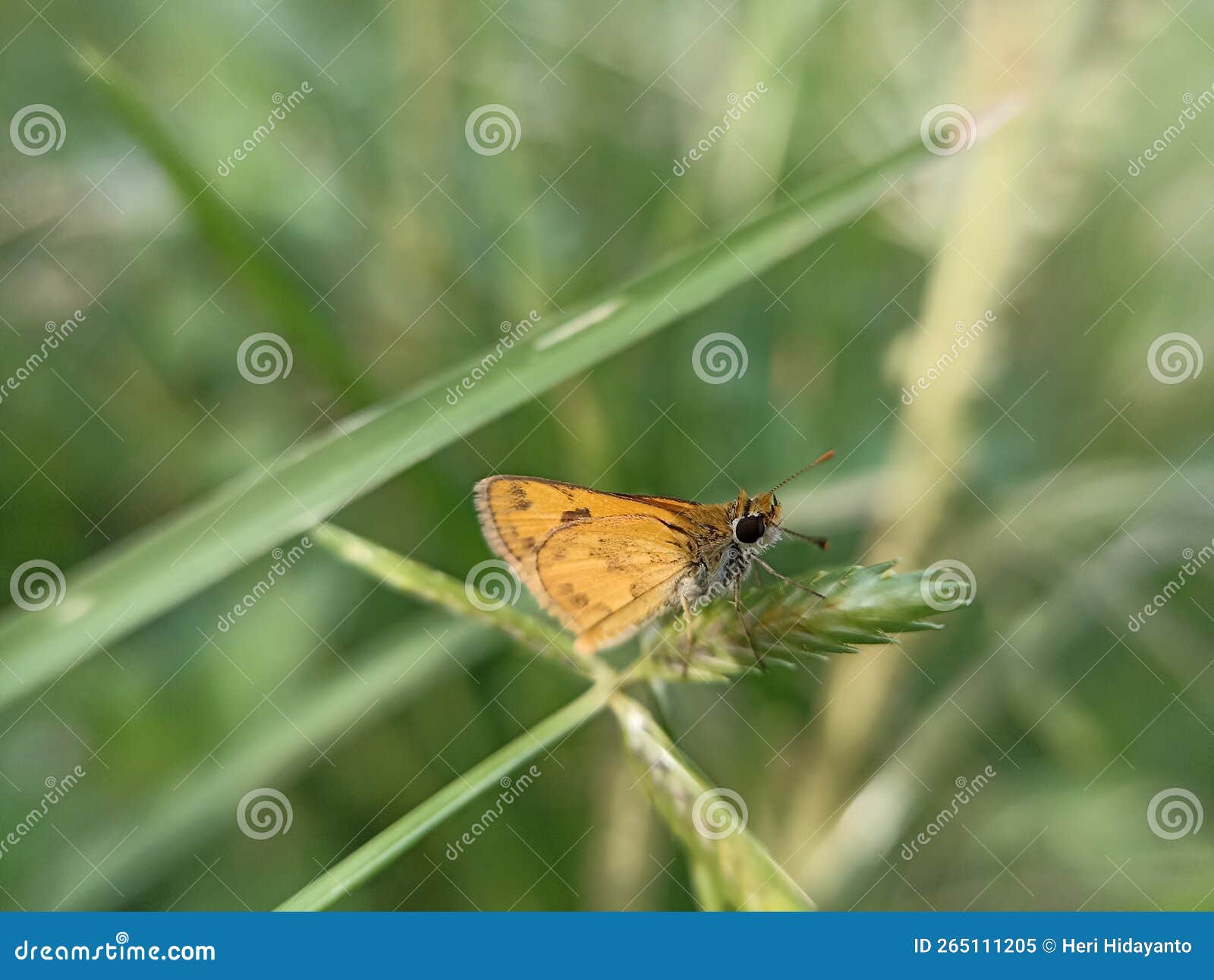 Creative Layout Made of Brown Butterfly on the Green Leaves in the ...