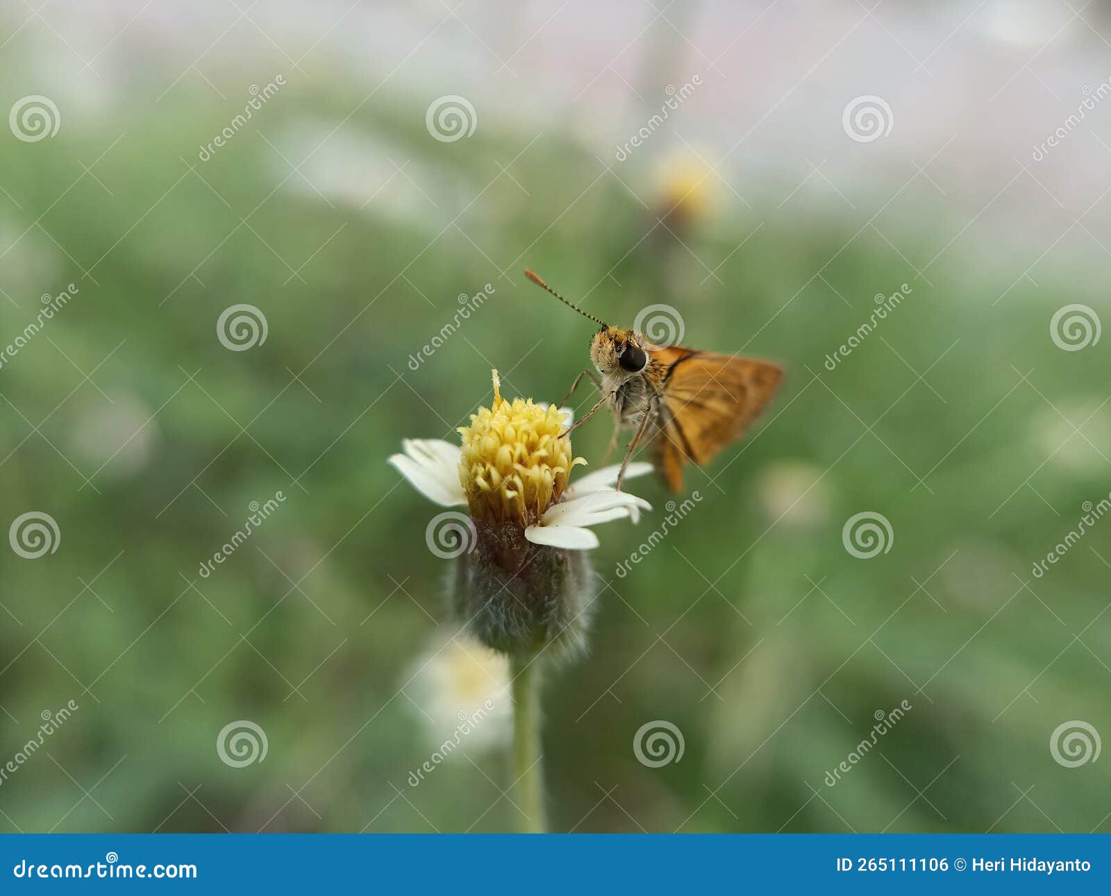 Creative Layout Made of Brown Butterfly on the Yellow Flower in the ...
