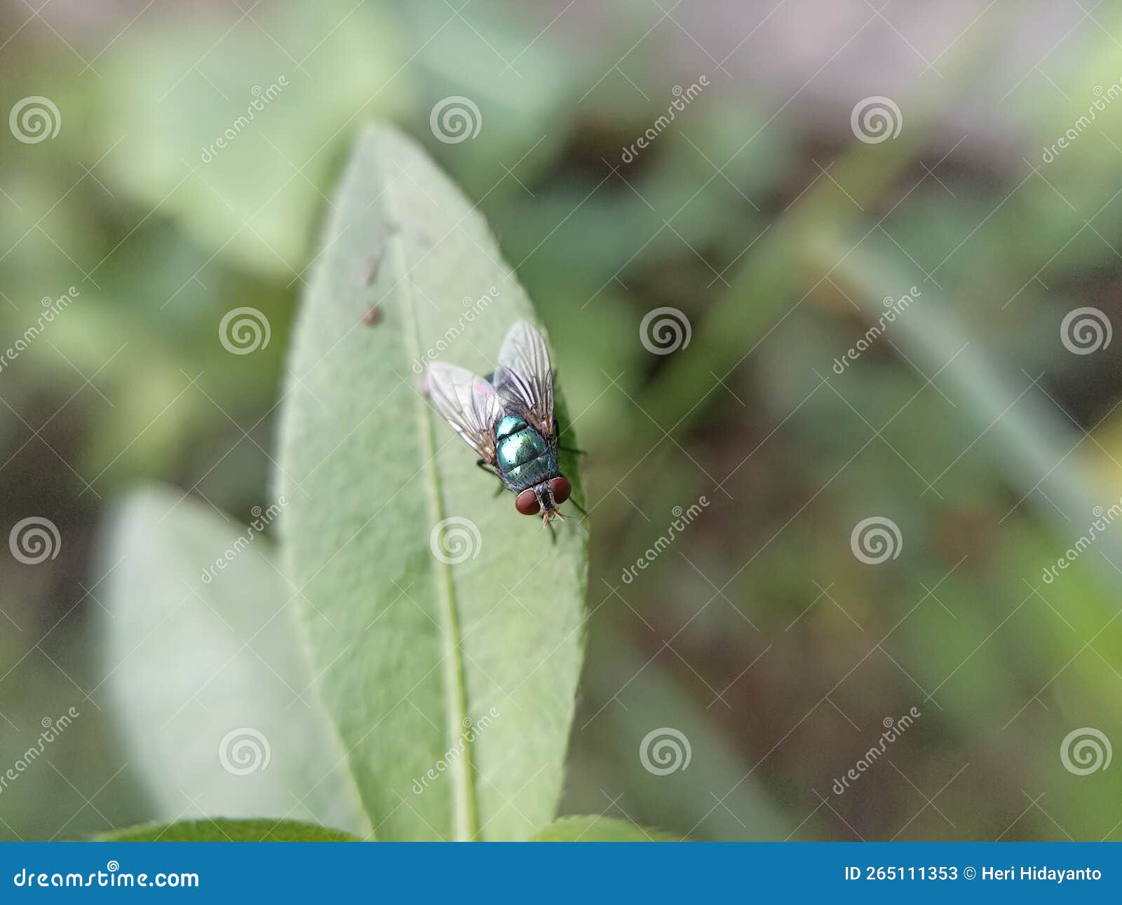 Creative Layout Made of a Fly on the Green Leaves in the Garden Stock ...