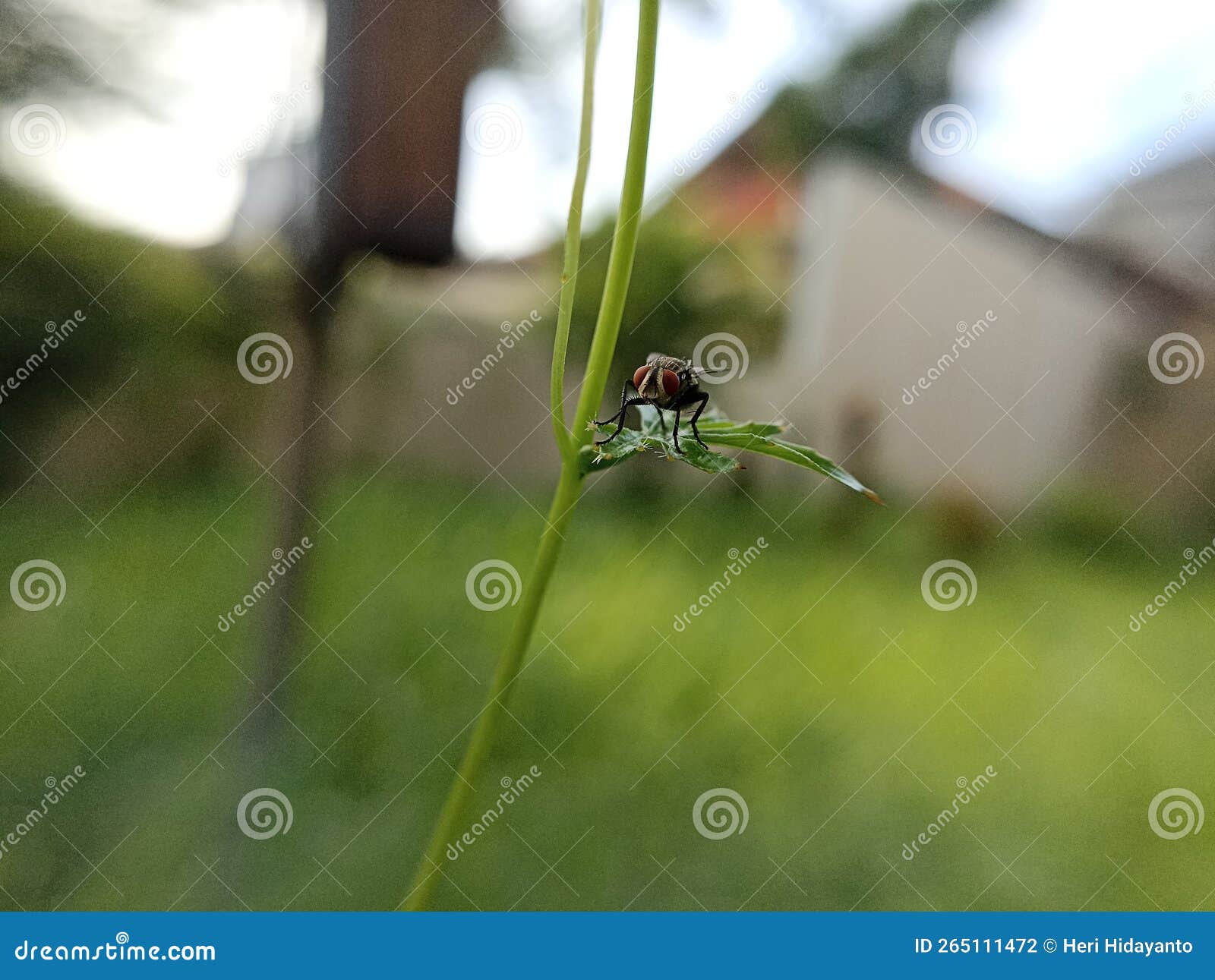 Creative Layout Made of a Fly on the Green Leaves in the Garden Stock ...