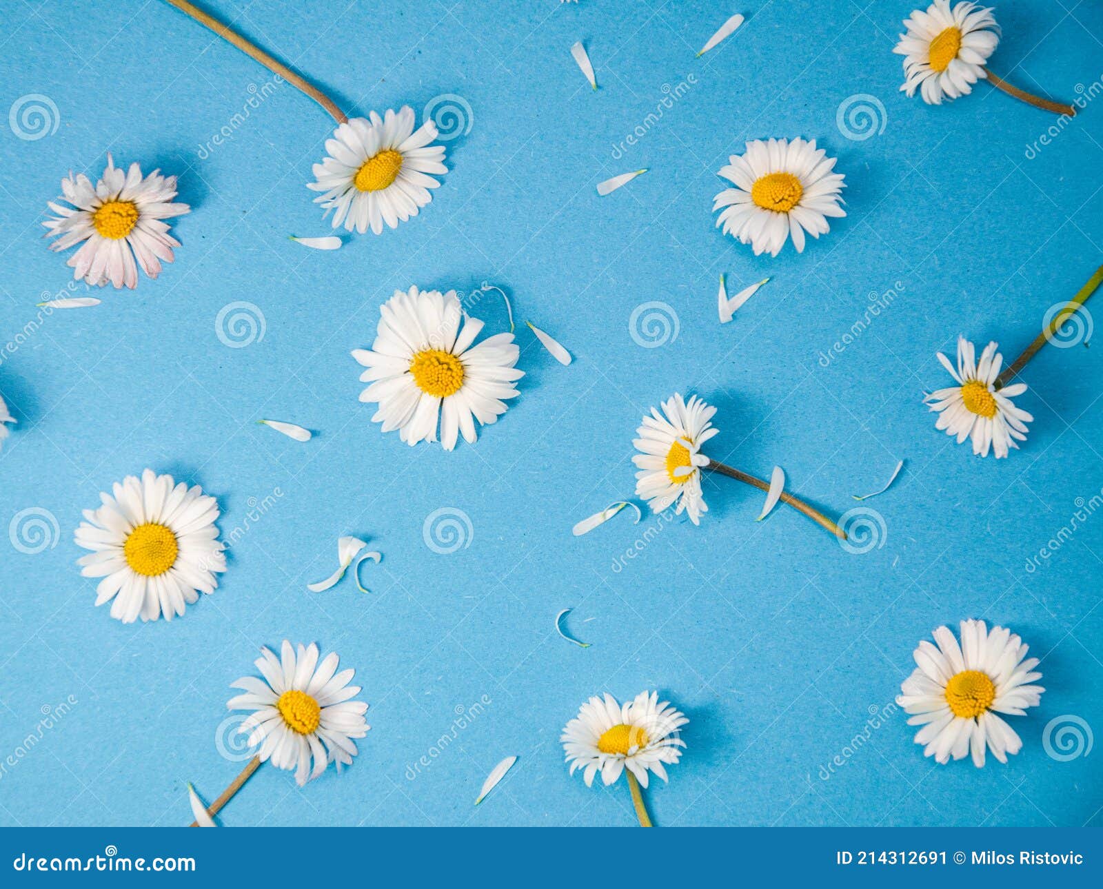 Creative Layout Made of Daisy Flowers with Petals on Blue Backgound ...