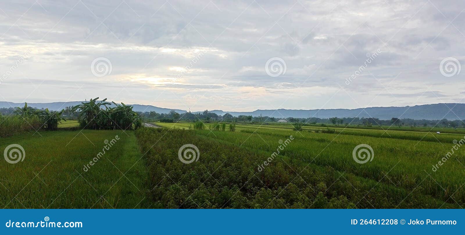 Creative Layout Made of Green Fields. Lay Flat Stock Photo - Image of ...