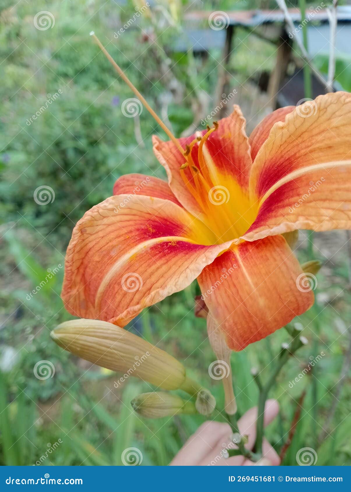 Creative Layout Made of Green Leaf and Flowers. Nature Consep Stock ...