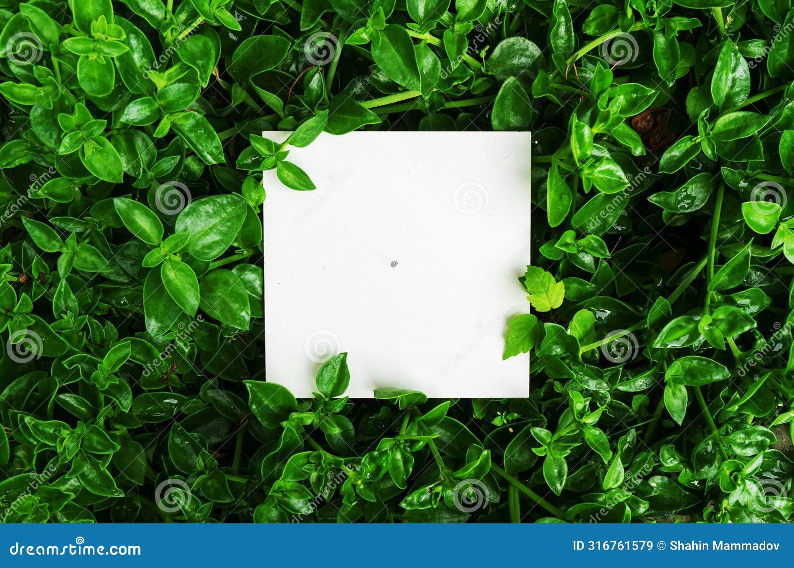 Creative Layout Made of Green Leafs with Paper Card Note. Flat Lay ...