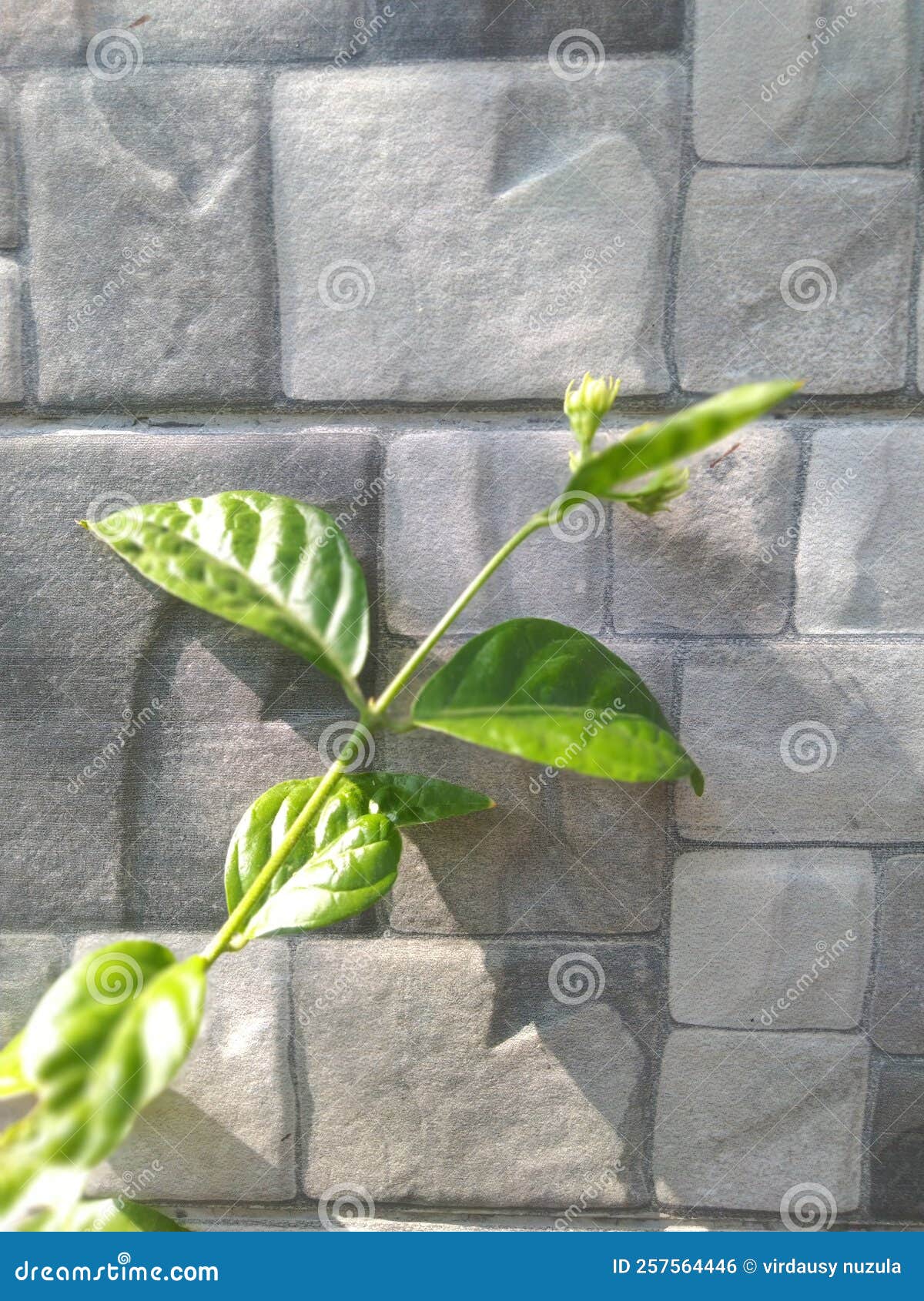 Creative Layout Made of Green Leave and. Flat Lay. Nature Concept ...