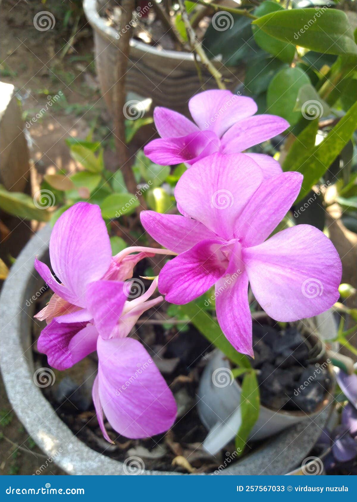 Creative Layout Made of Green Leave and Dandenium. Flat Lay. Nature ...