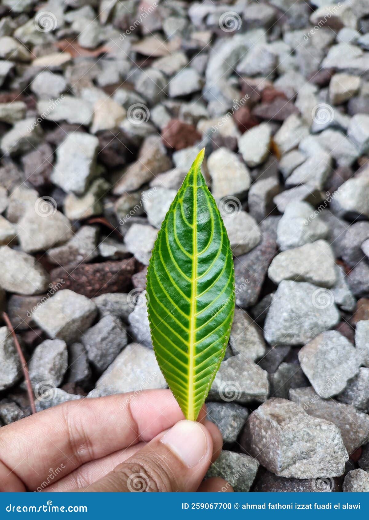 Creative Layout Made of Green Leaves and Background Natural Stone. Flat ...