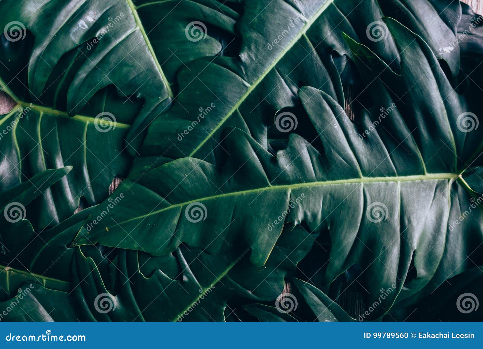 Creative Layout Made of Green Leaves Stock Photo - Image of pastel ...