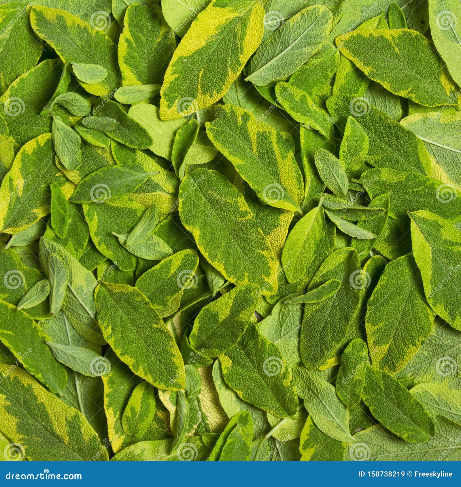 Creative Layout Made of Green Leaves. Flat Lay. Green Leaves Background ...