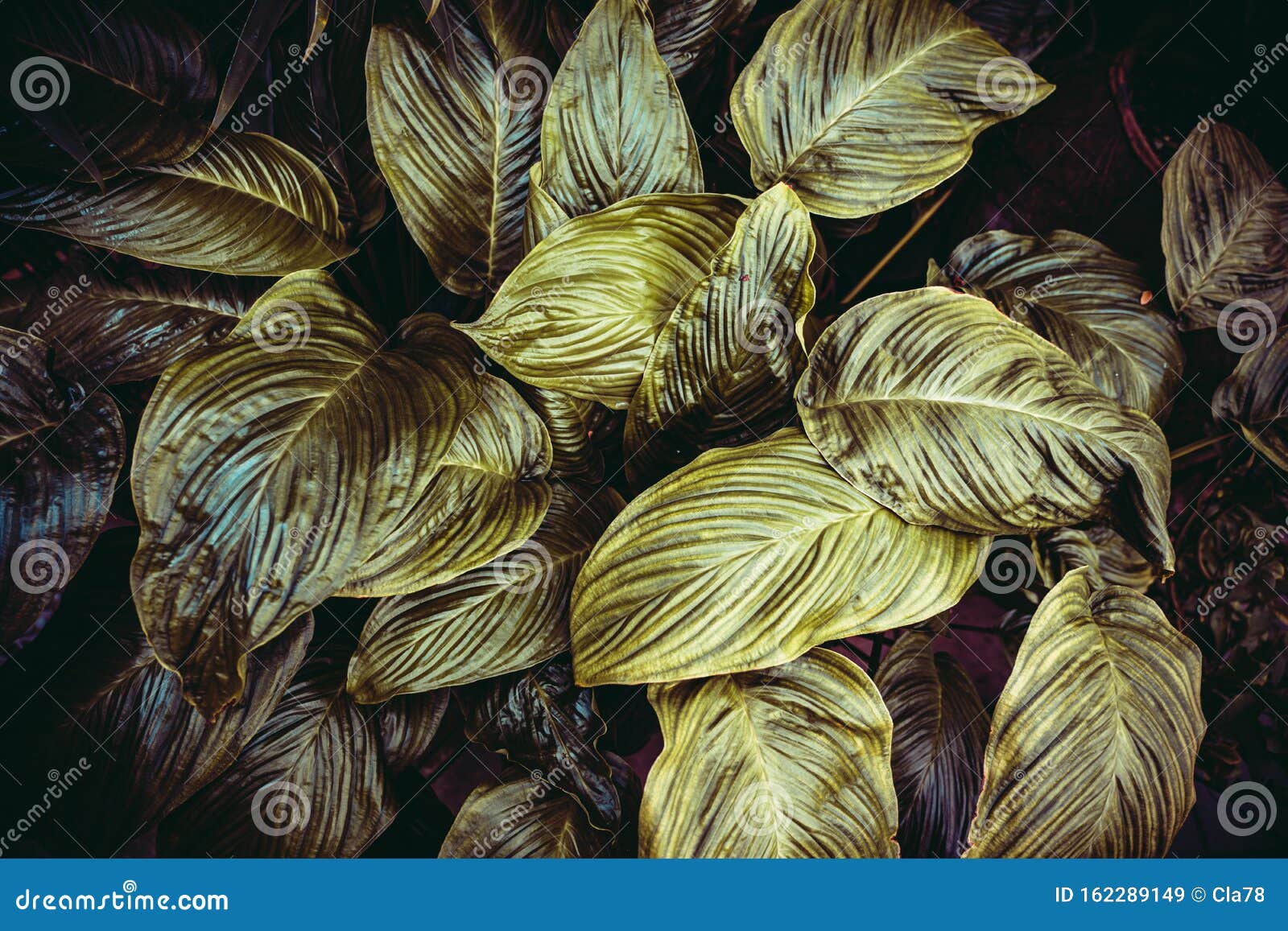 Creative Layout Made of Green Leaves. Flat Lay, Nature Stock Image ...