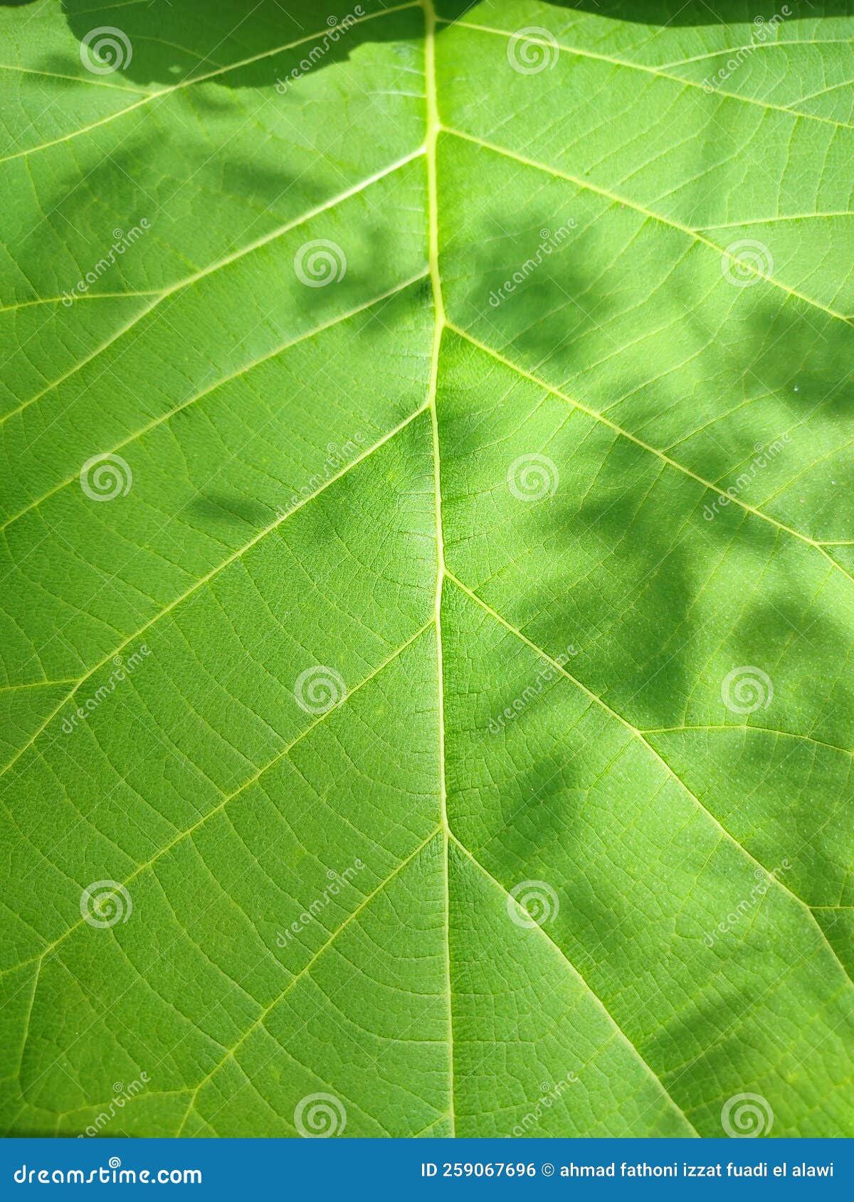 Creative Layout Made of Green Leaves. Flat Lay Stock Photo - Image of ...