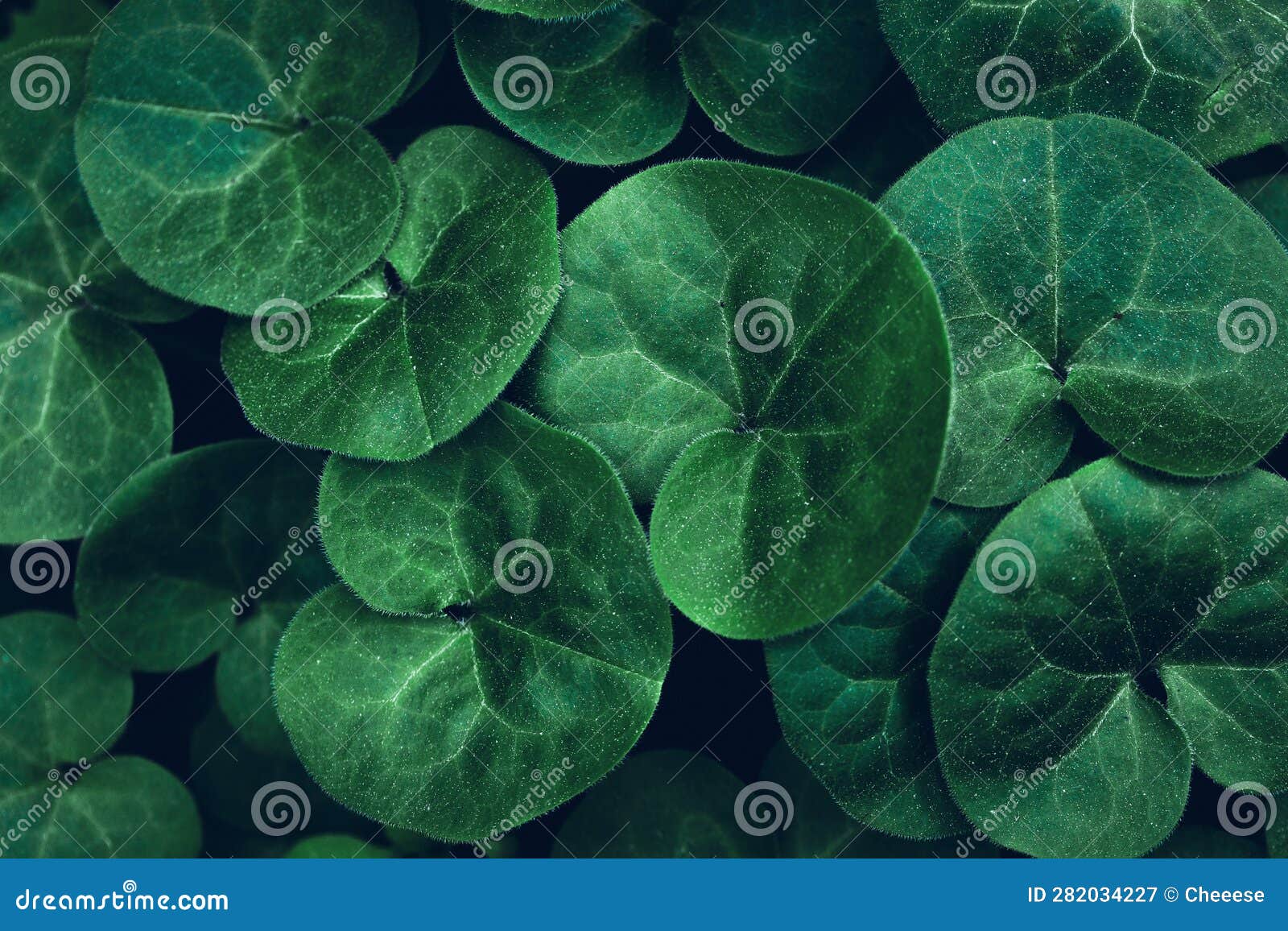 Creative Layout Made of Green Leaves. Flat Lay. Nature Concept Stock ...