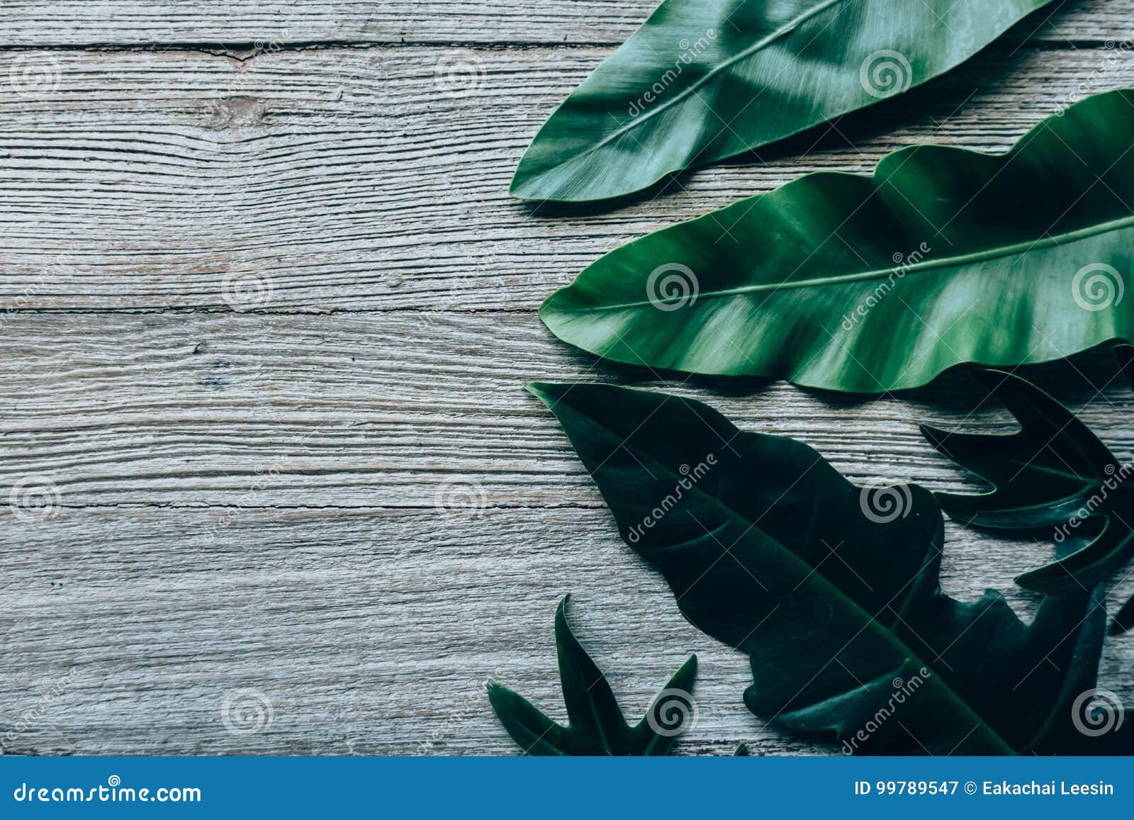 Creative Layout Made of Green Leaves Stock Image - Image of idea ...