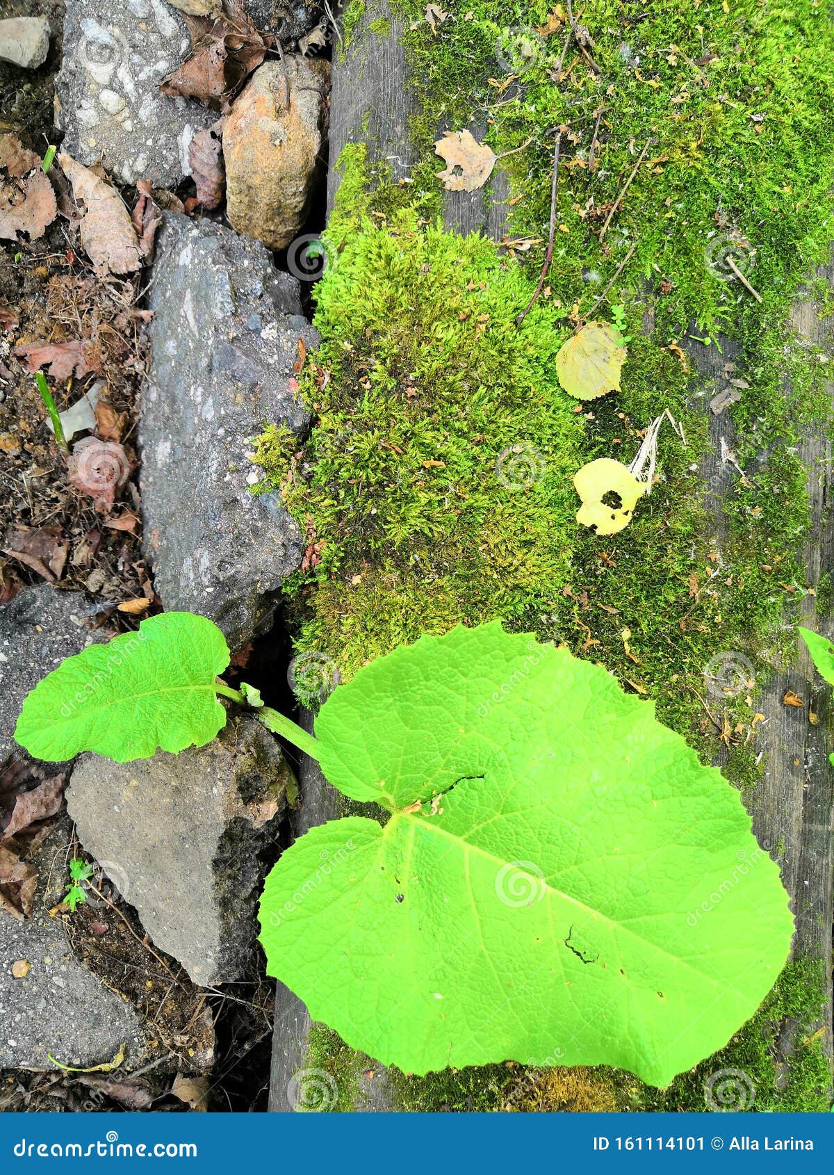 Creative Layout Made of Green Leaves. Flat Lay. Nature Concept Stock ...