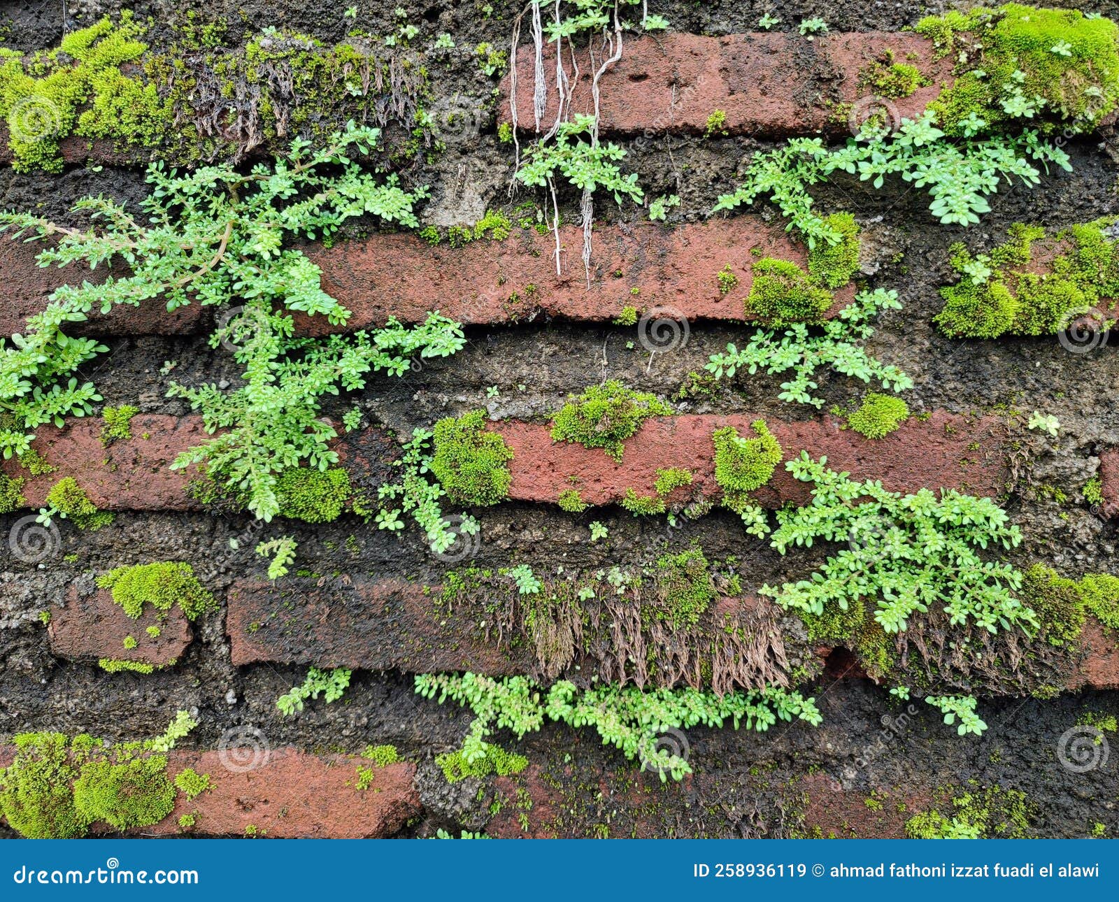 Creative Layout Made of Green Leaves, Moss and Red Bricks . Flat Lay ...