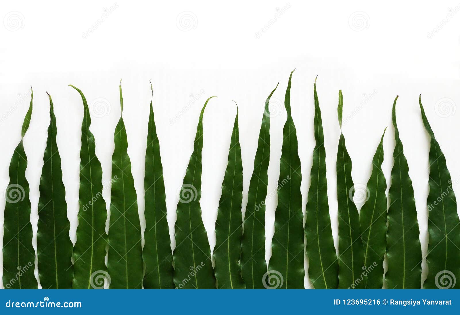 Creative Layout Made of Green Leaves. Stock Photo - Image of flat ...