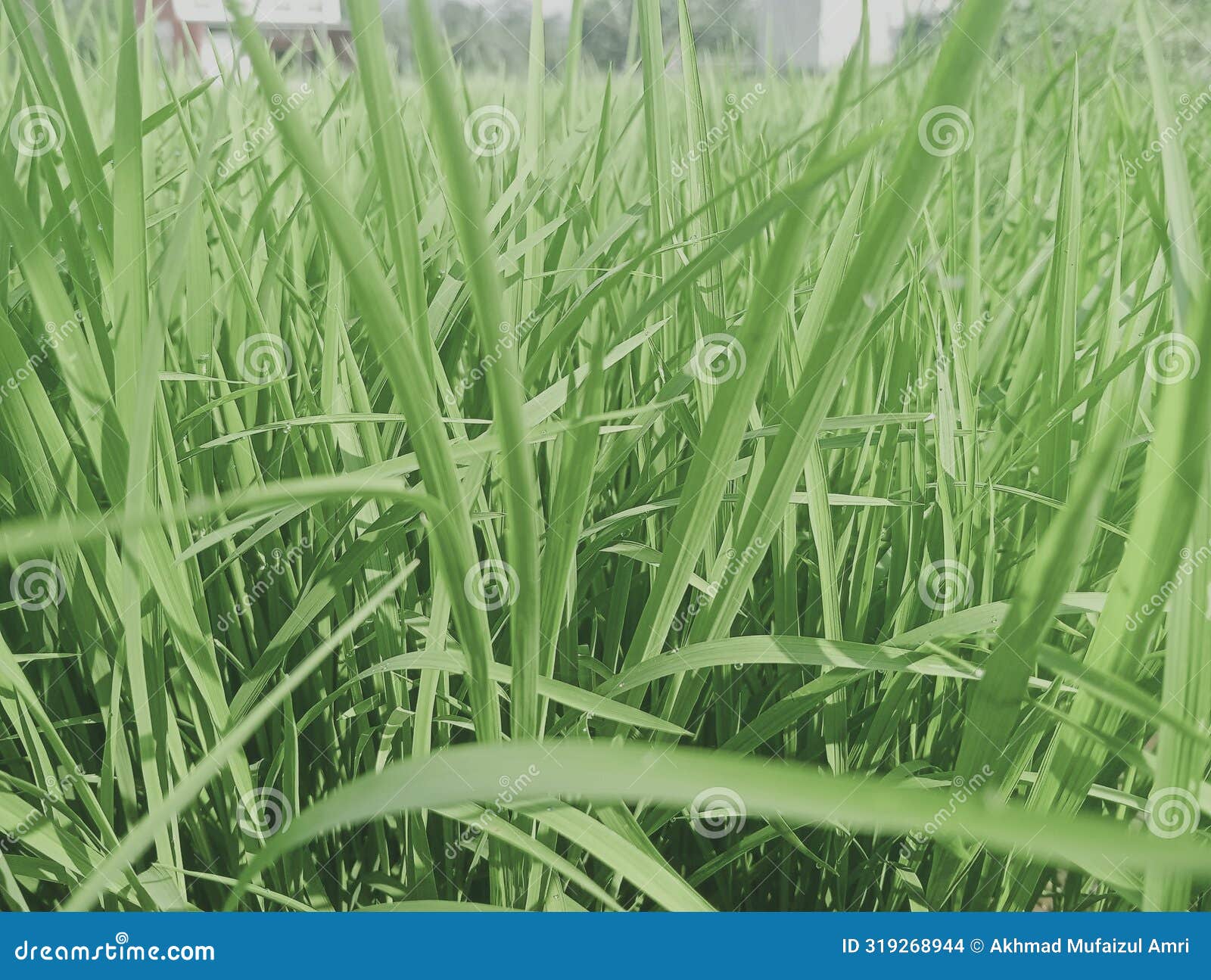 Creative Layout Made of Green Rice Plant and Nature Concept Stock Photo ...