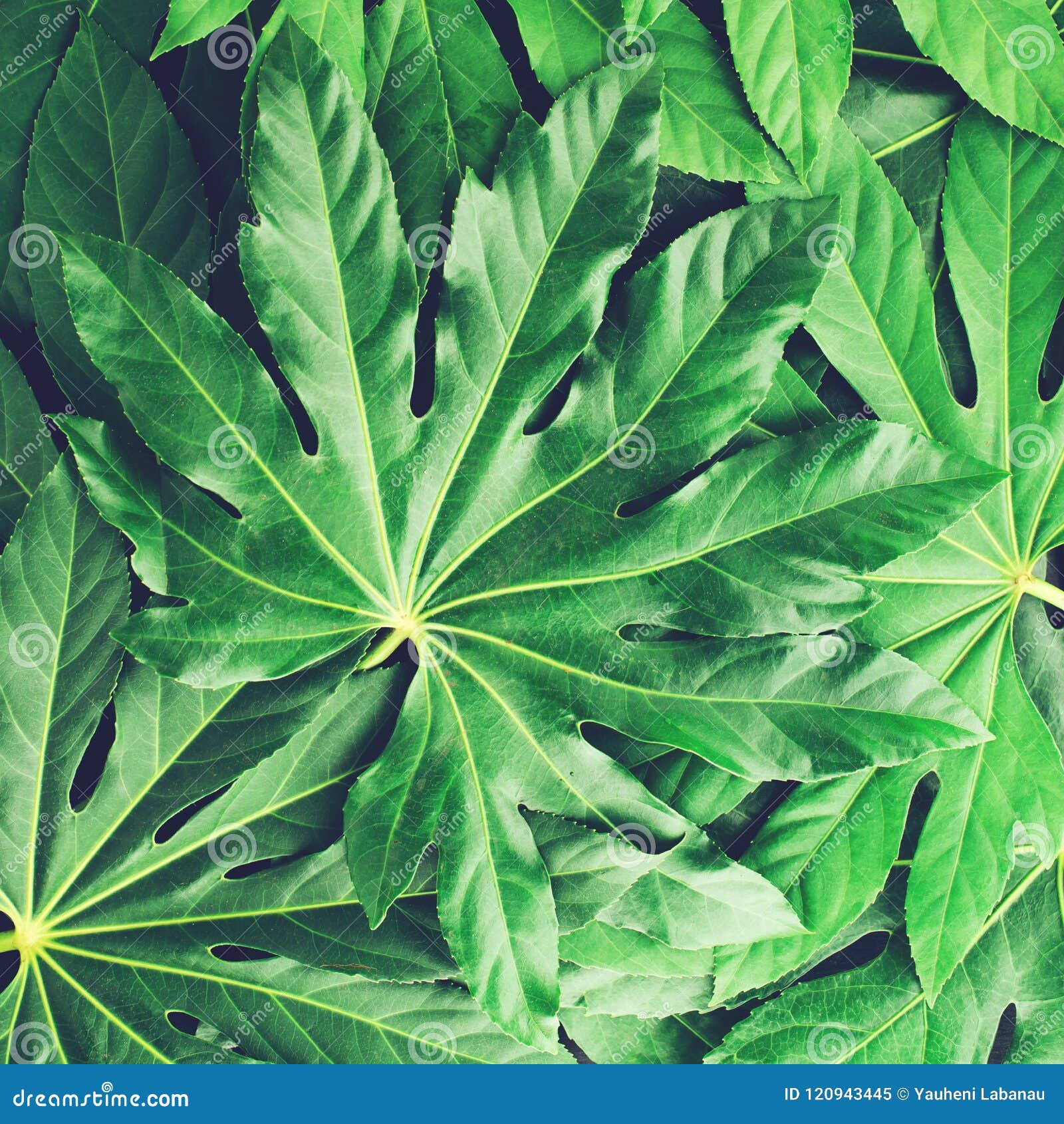 Creative Layout Made of Green Tropical Leaves, Flat Lay, Frame. Stock ...