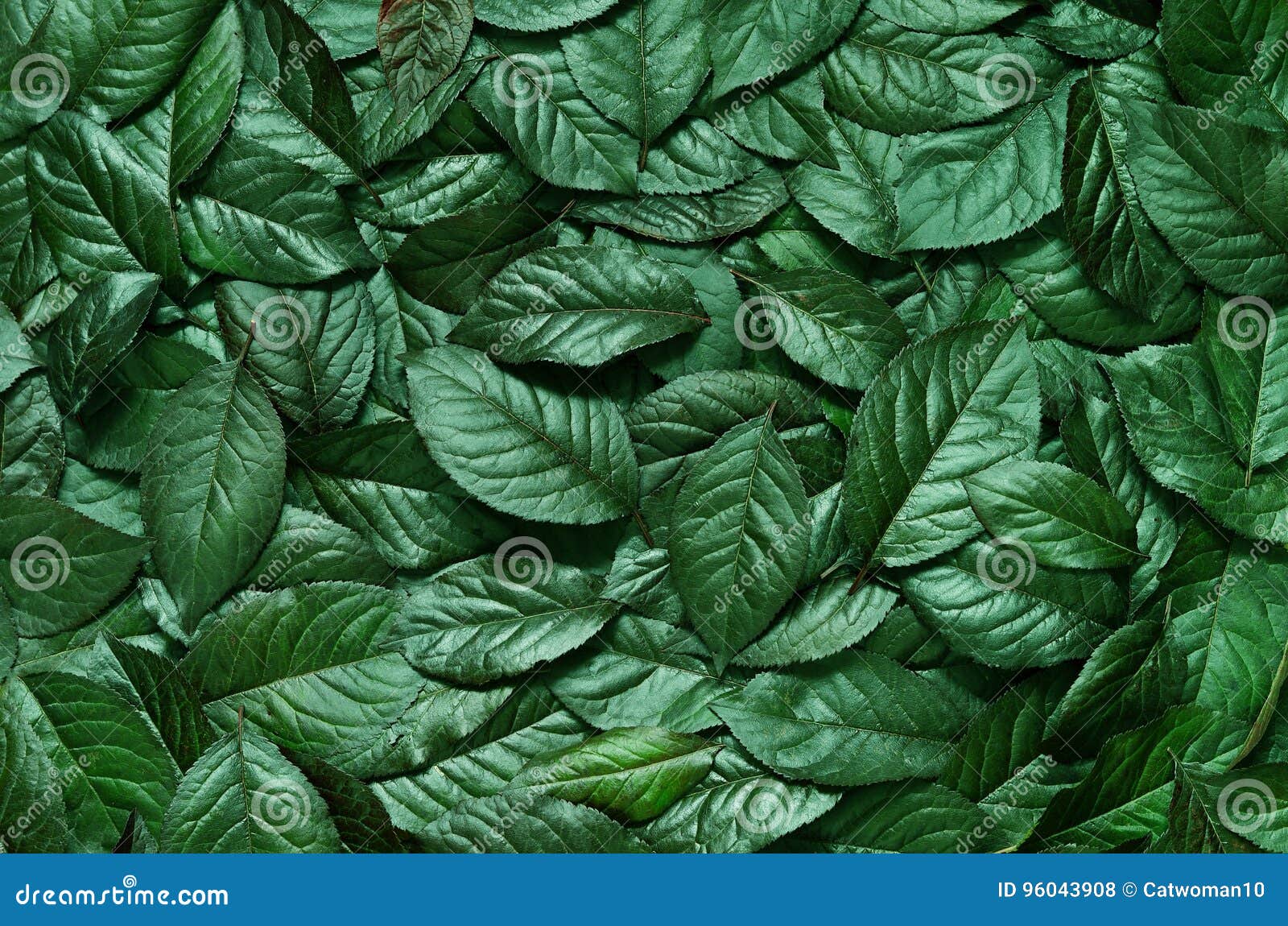 Creative Layout Made of Leaves. Flat Lay. Nature Concept Stock Photo ...