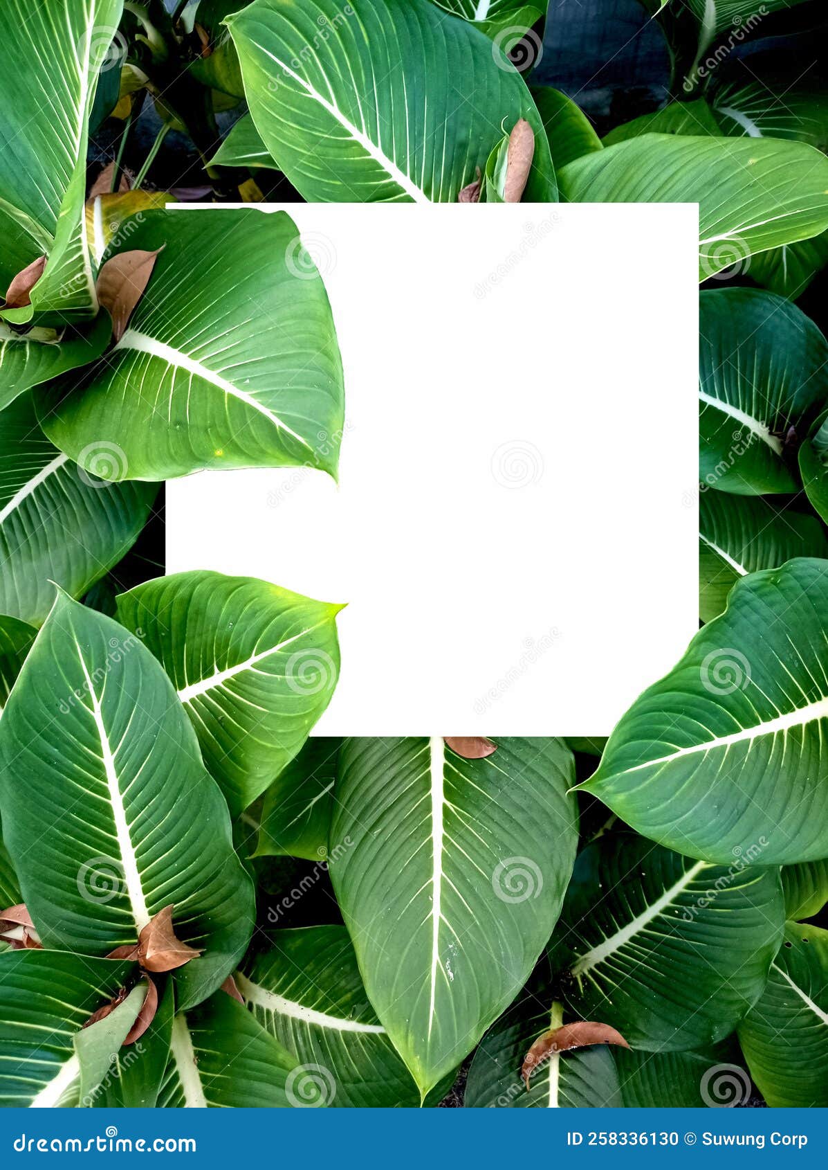 Creative Layout Made of Leaves of Ornamental Plants with a White Square ...