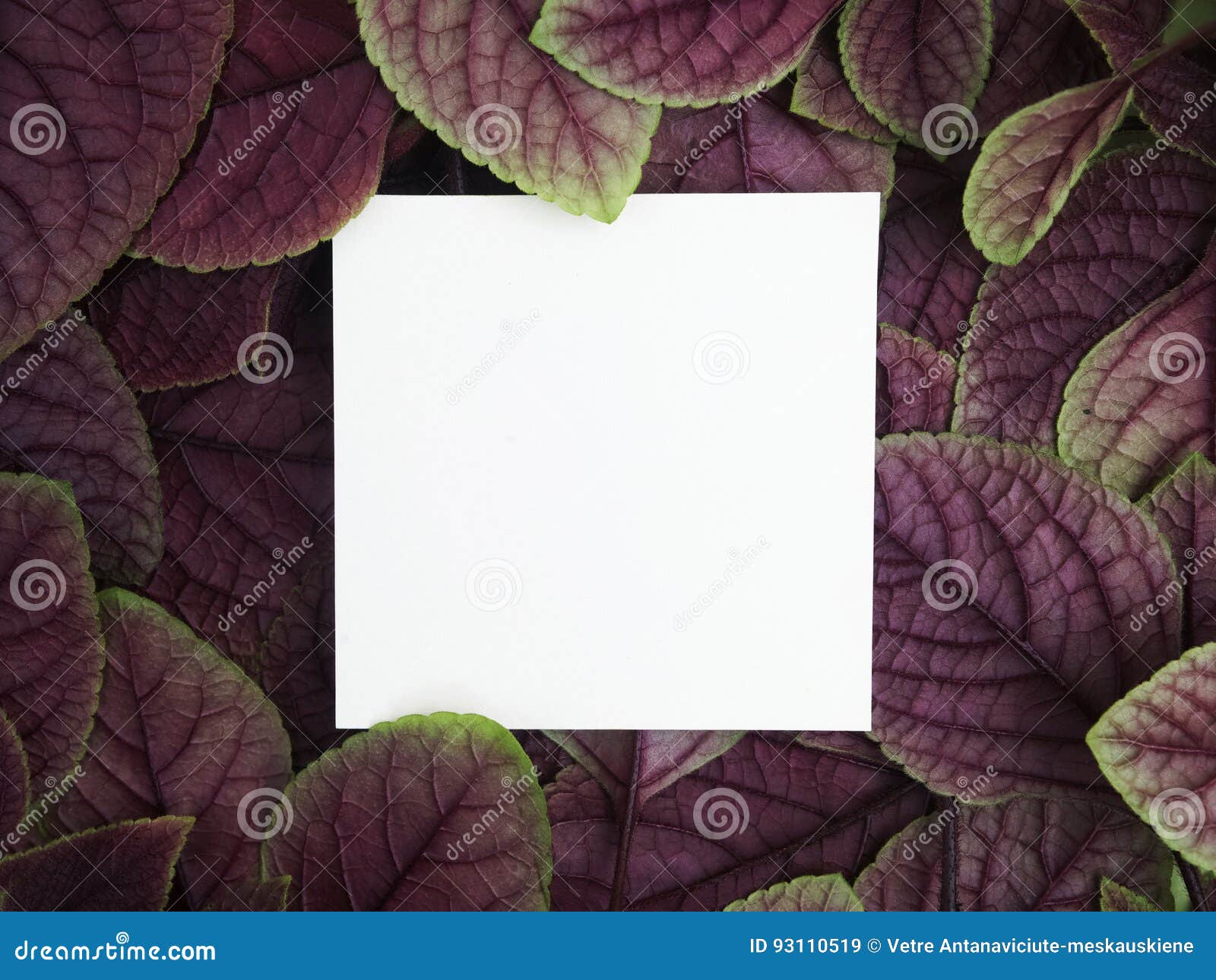 Creative Layout Made of Leaves with Paper Card Note. Flat Lay. Nature ...