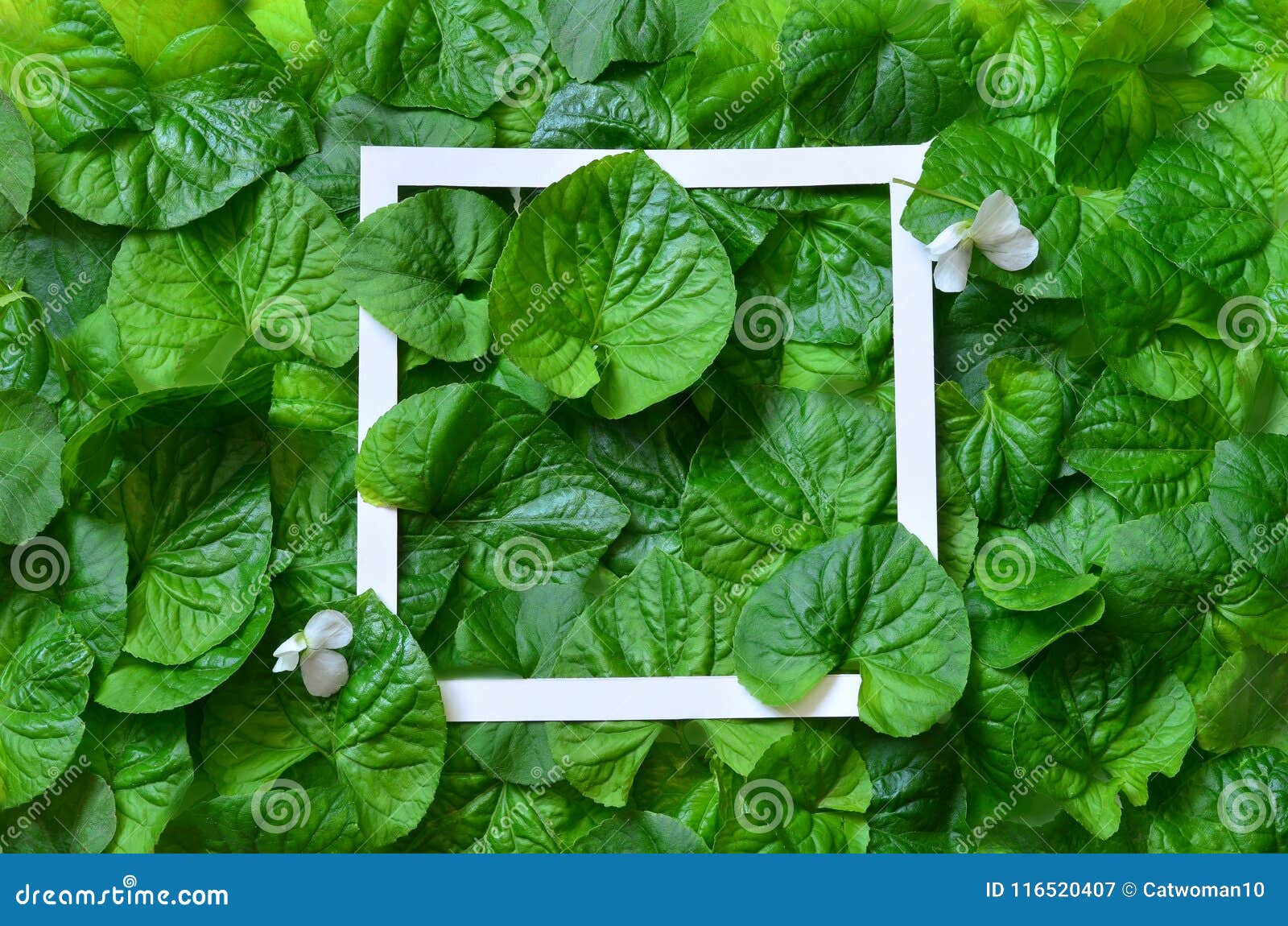 Creative Layout Made of Leaves with Paper Frame. Flat Lay Stock Image ...
