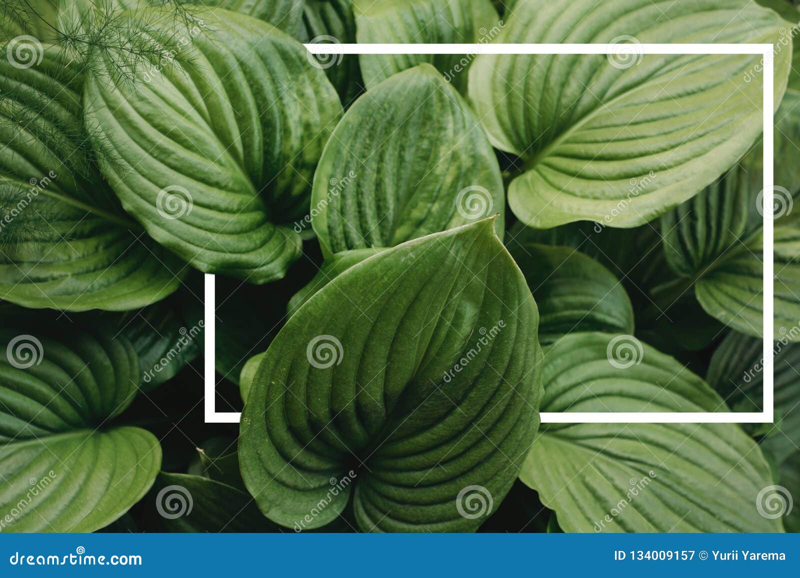 Creative Layout Made of Leaves with with a White Drawn Frame. Flat Lay ...